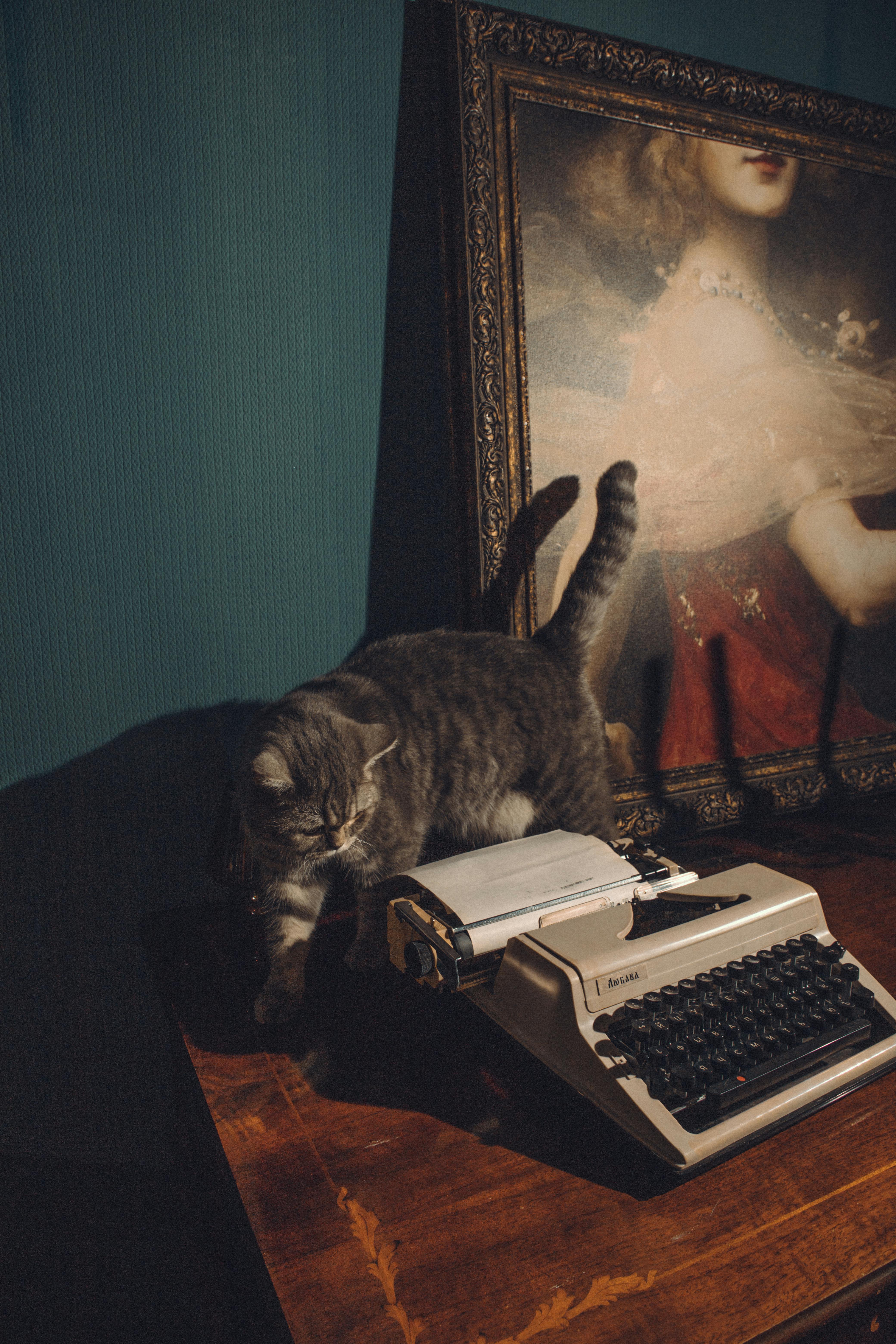 Cat Typing Photos, Download The BEST Free Cat Typing Stock Photos & HD ...