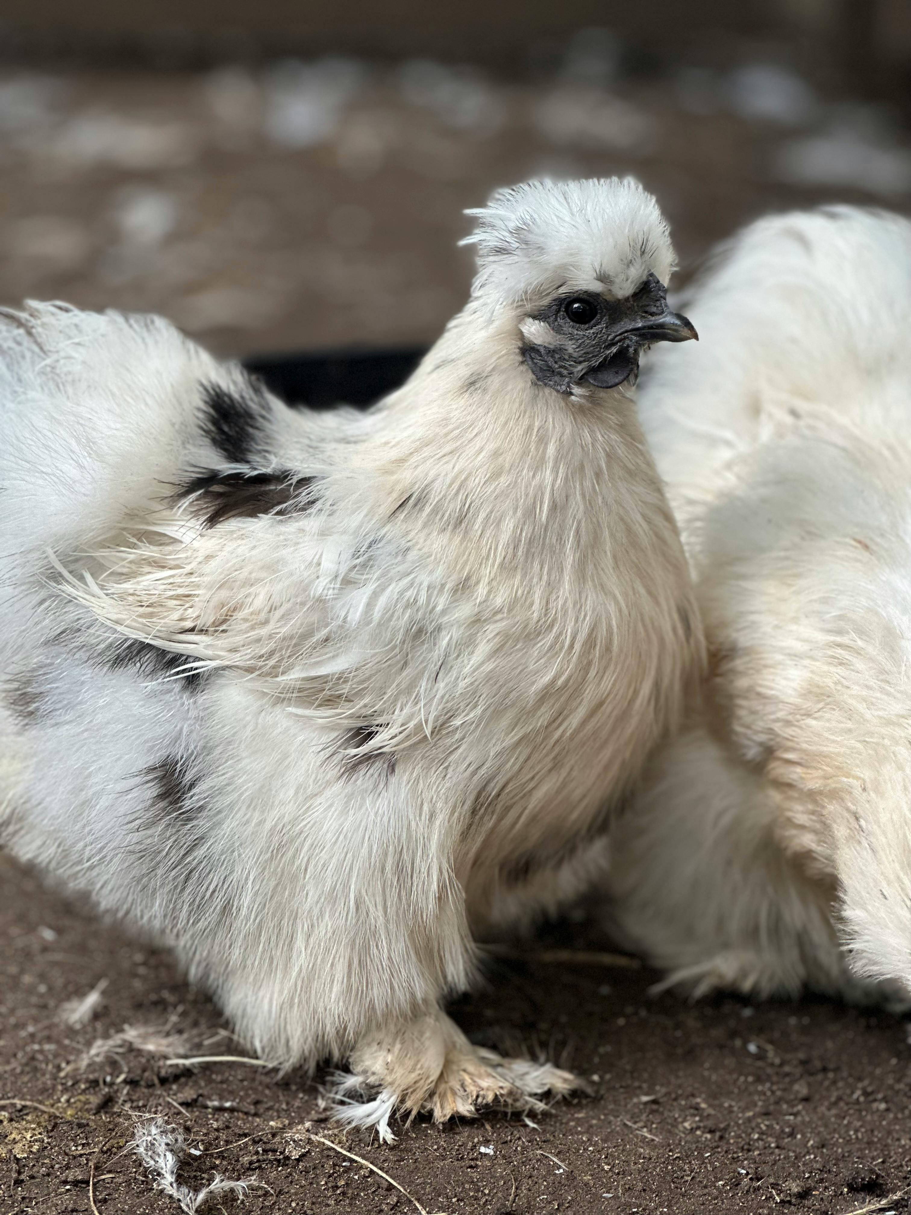 Silky Chicken Photos, Download The BEST Free Silky Chicken Stock Photos ...