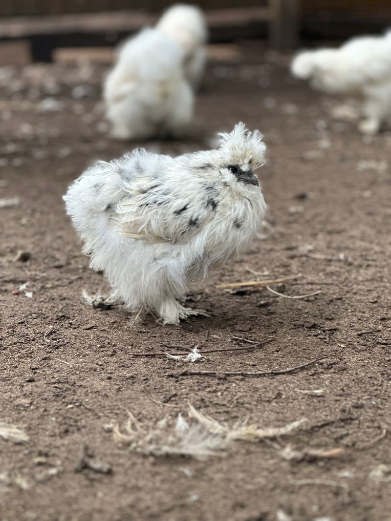 Hen Images Photos, Download The BEST Free Hen Images Stock Photos & HD ...