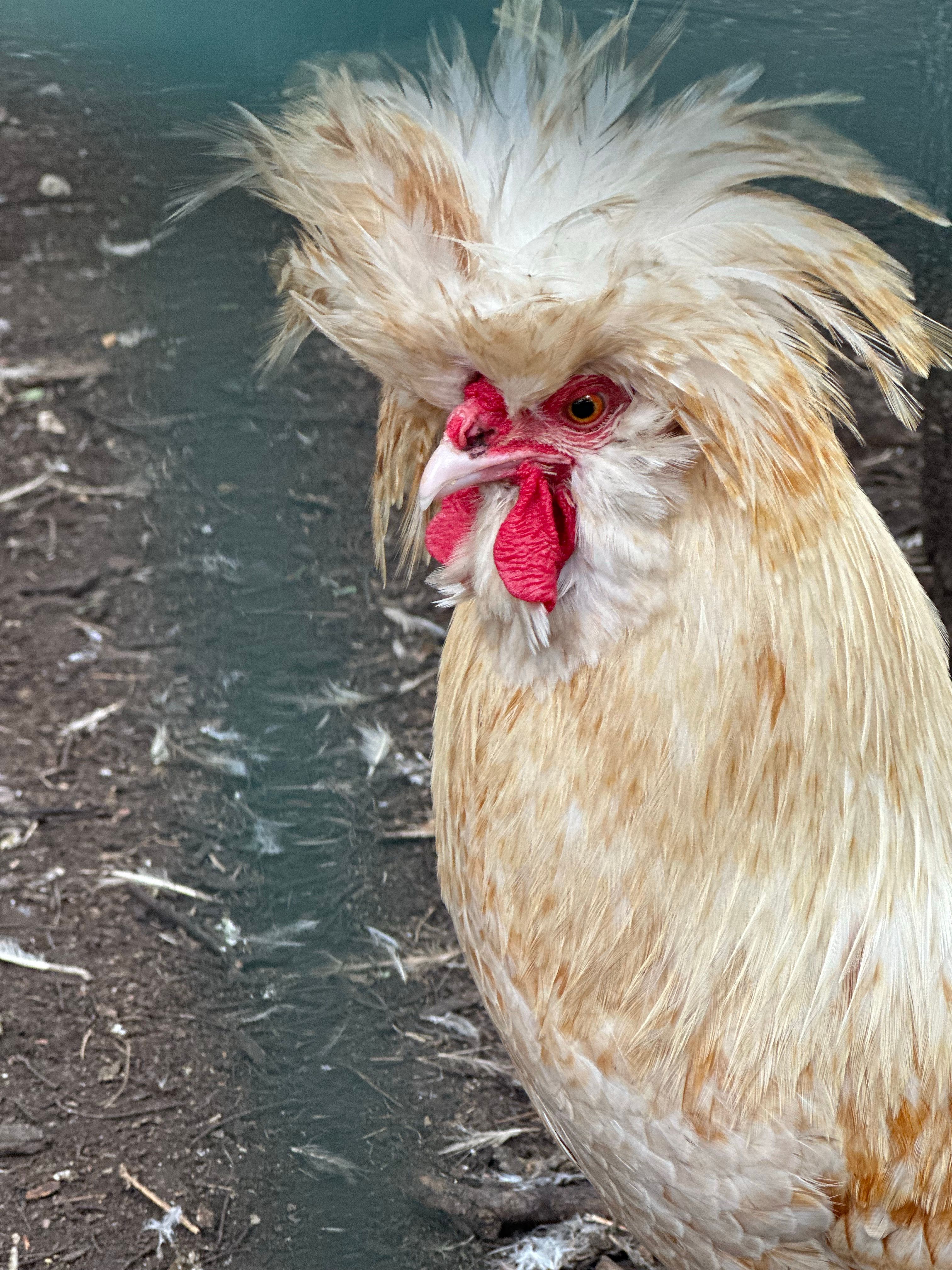 Close up of Polish Hen · Free Stock Photo