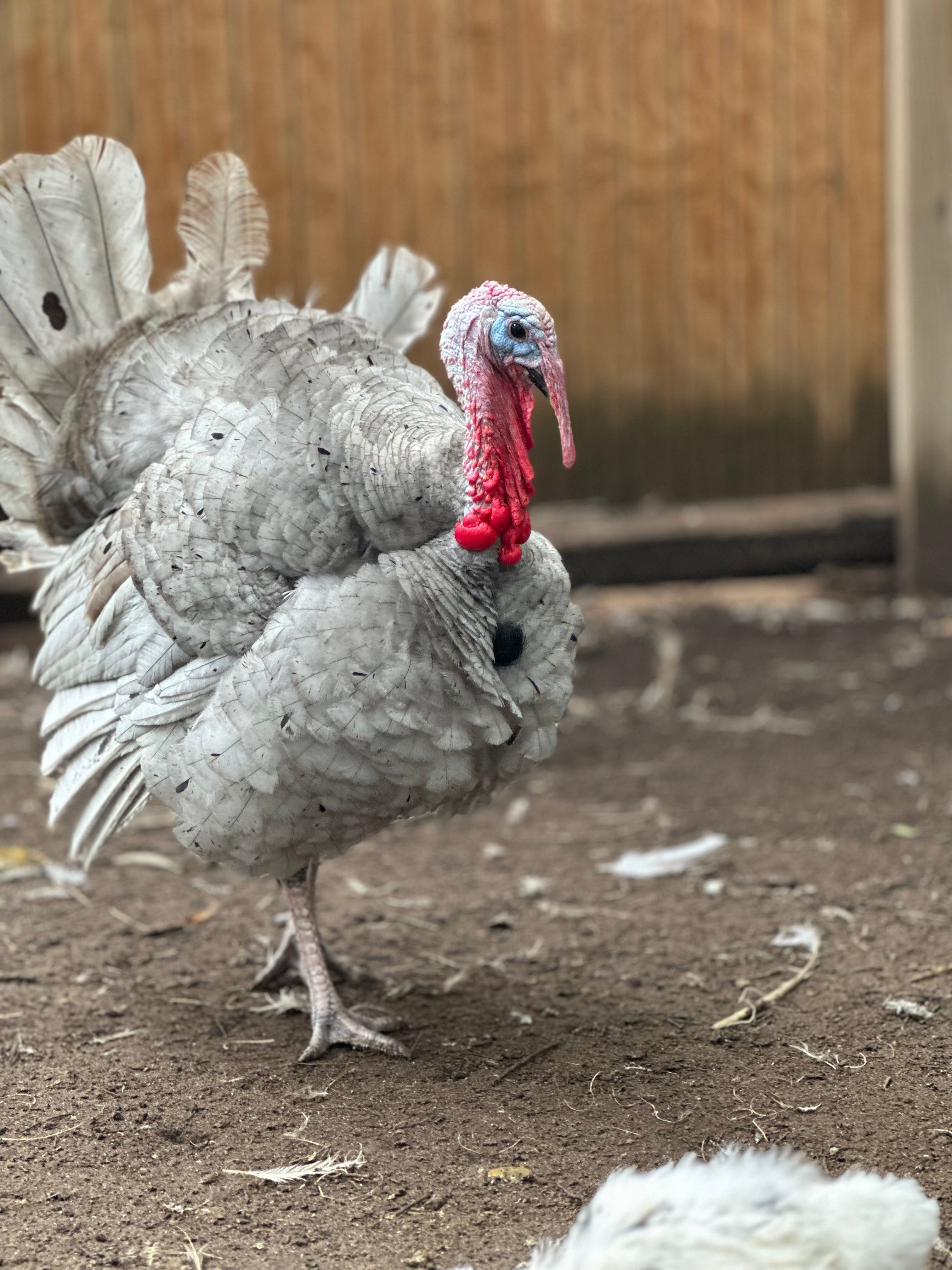 Close-up of a Turkey · Free Stock Photo
