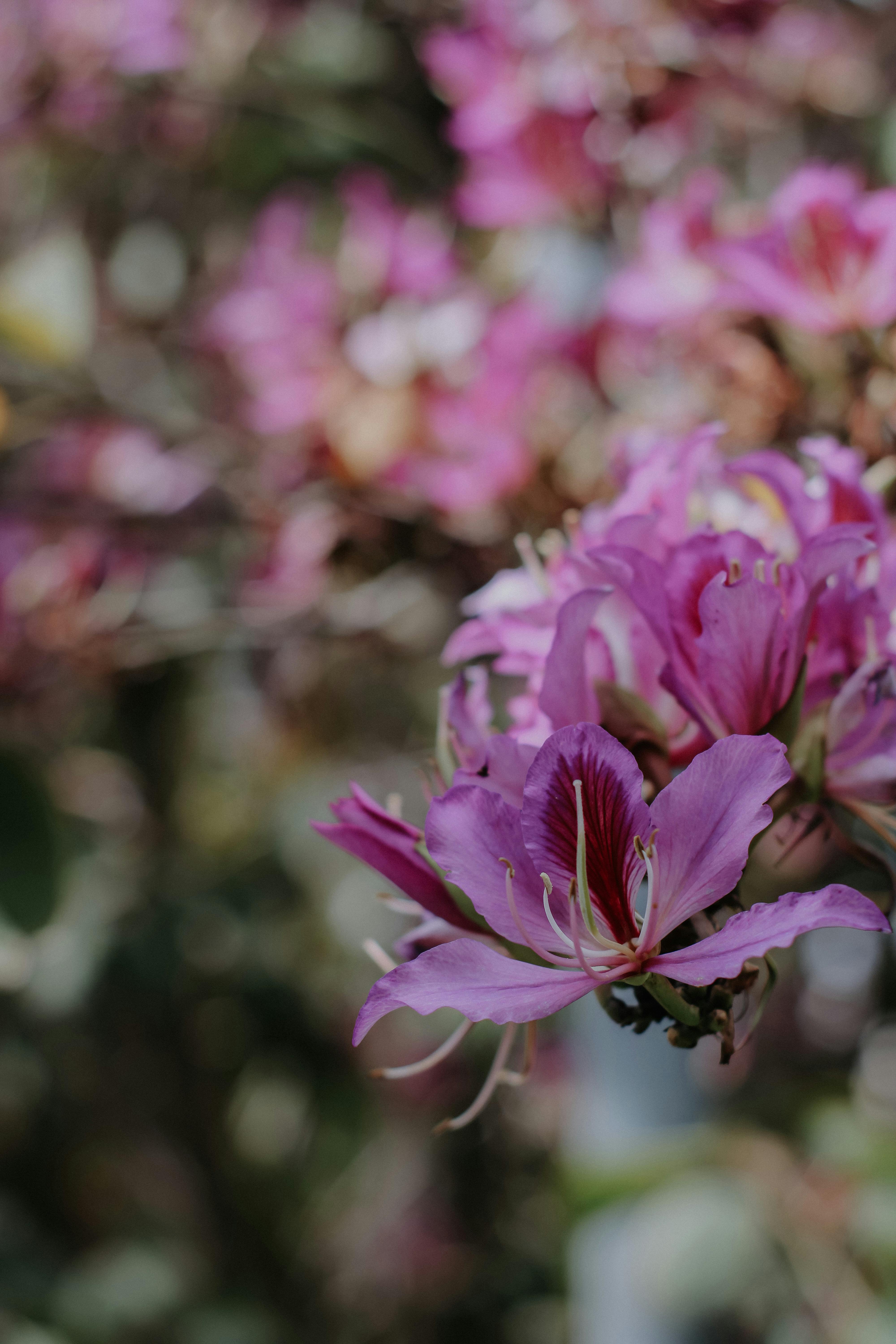 A Branch of Catnip Flowers · Free Stock Photo