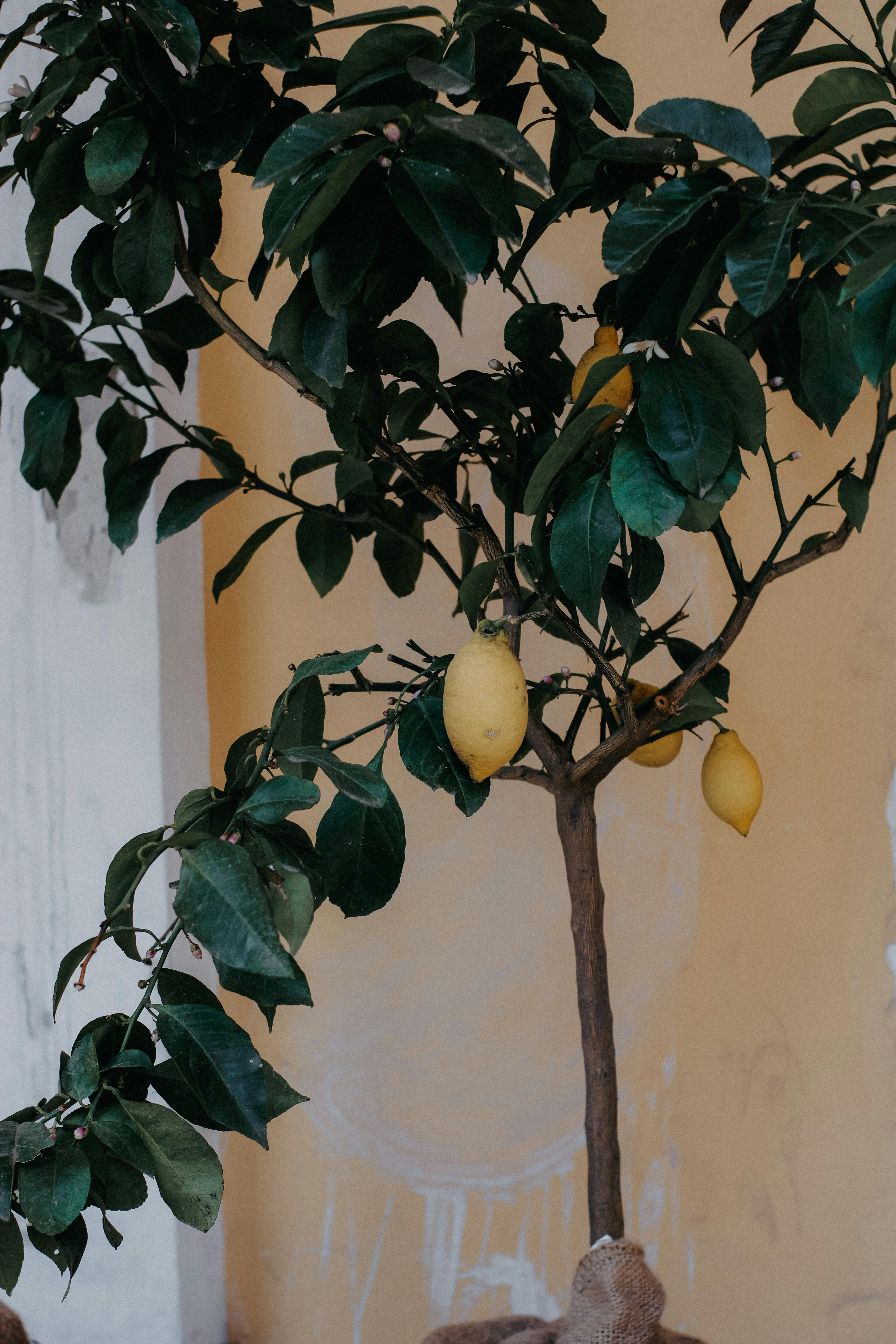 Lemons on tree · Free Stock Photo