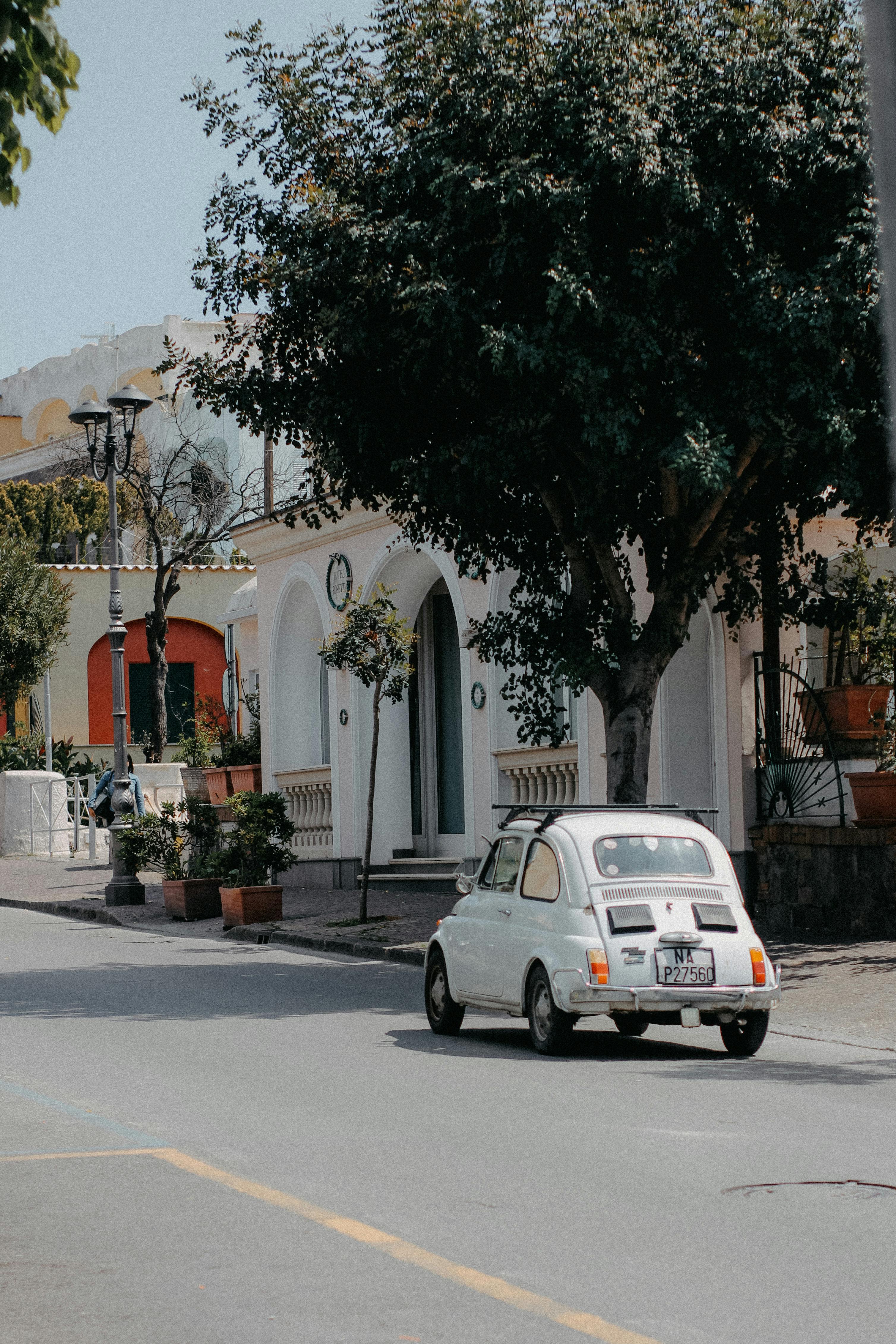 Spray Tree Photos, Download The BEST Free Spray Tree Stock Photos & HD ...