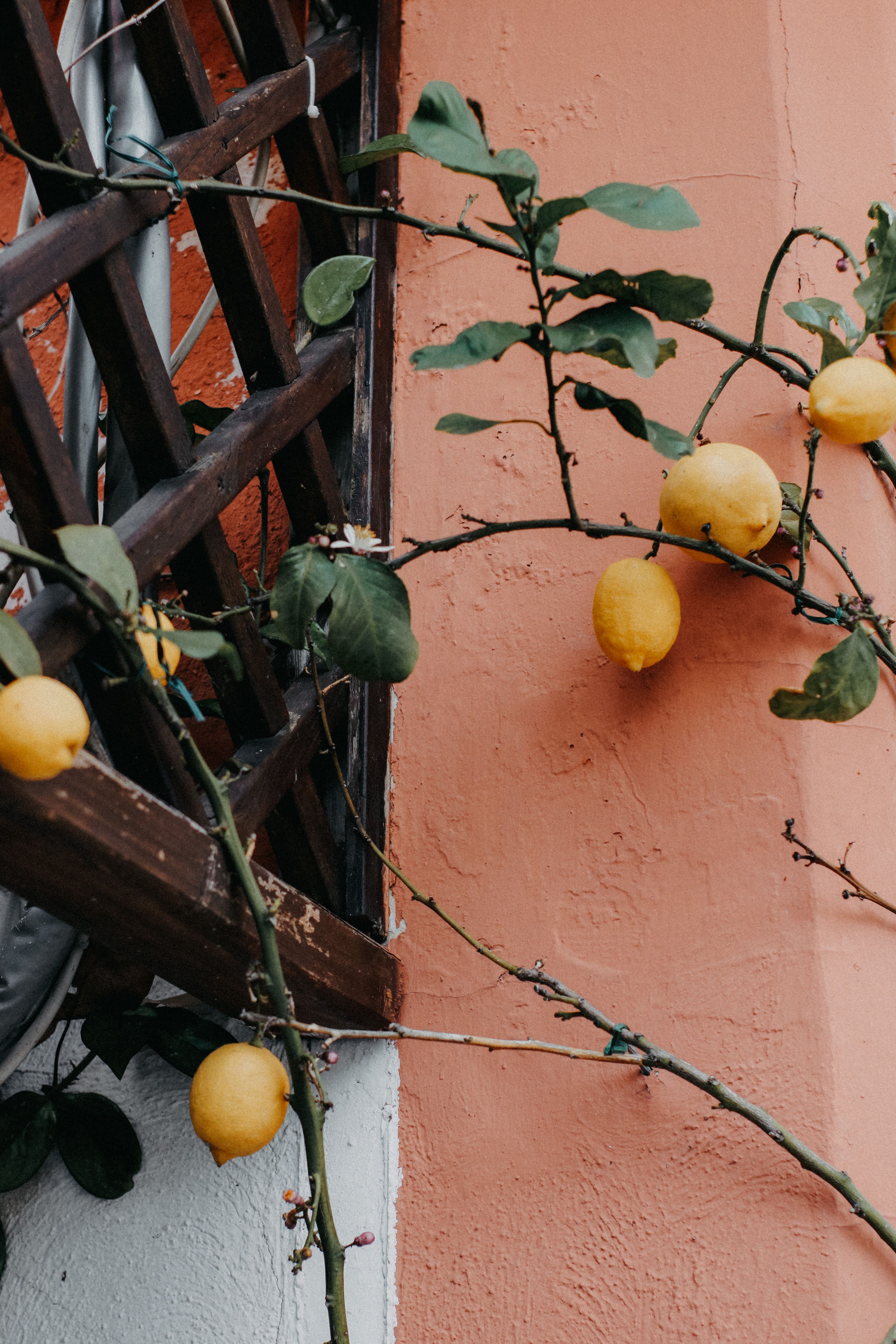 Lemon Tree Branches · Free Stock Photo