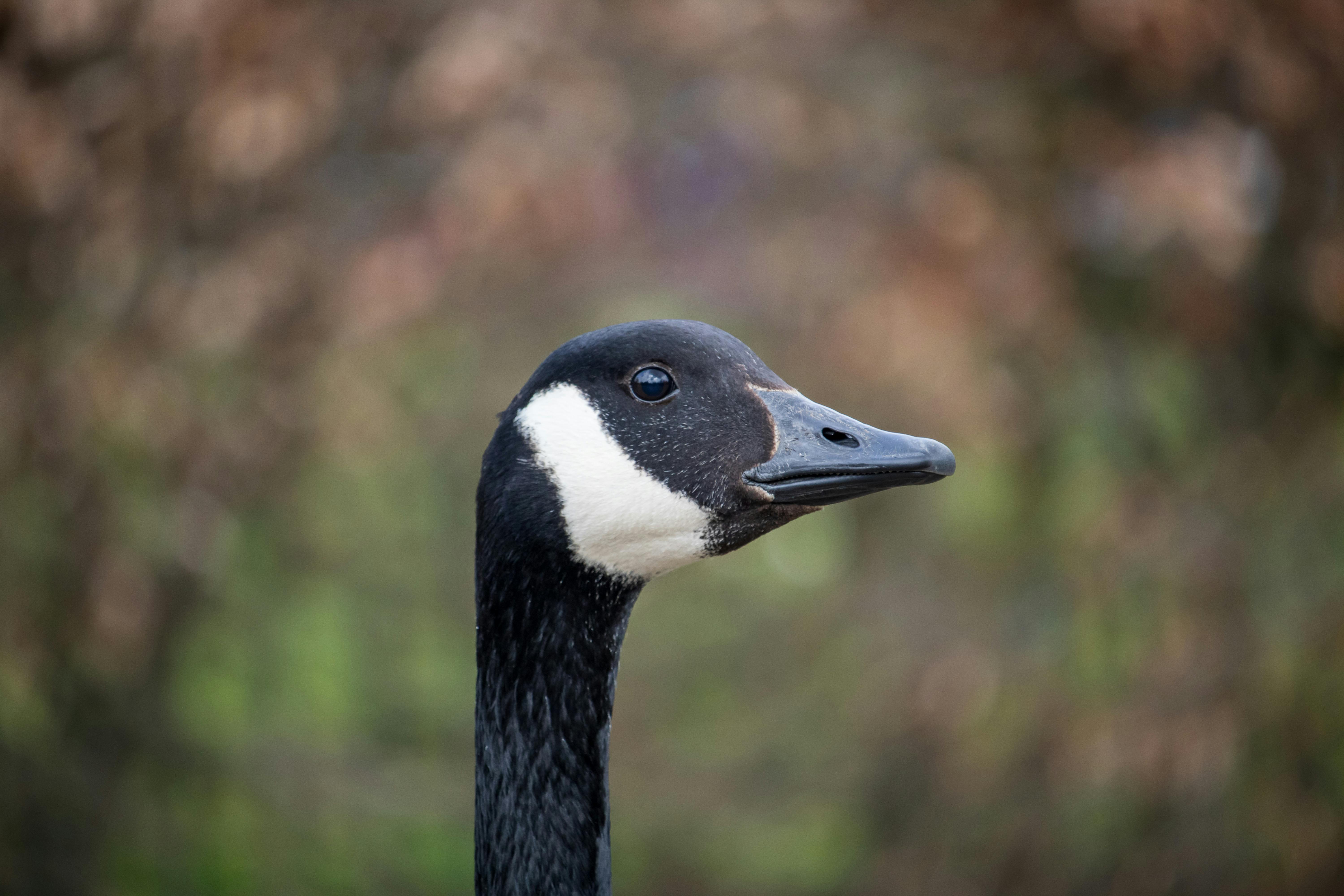 Close Up Photo of a Goose · Free Stock Photo