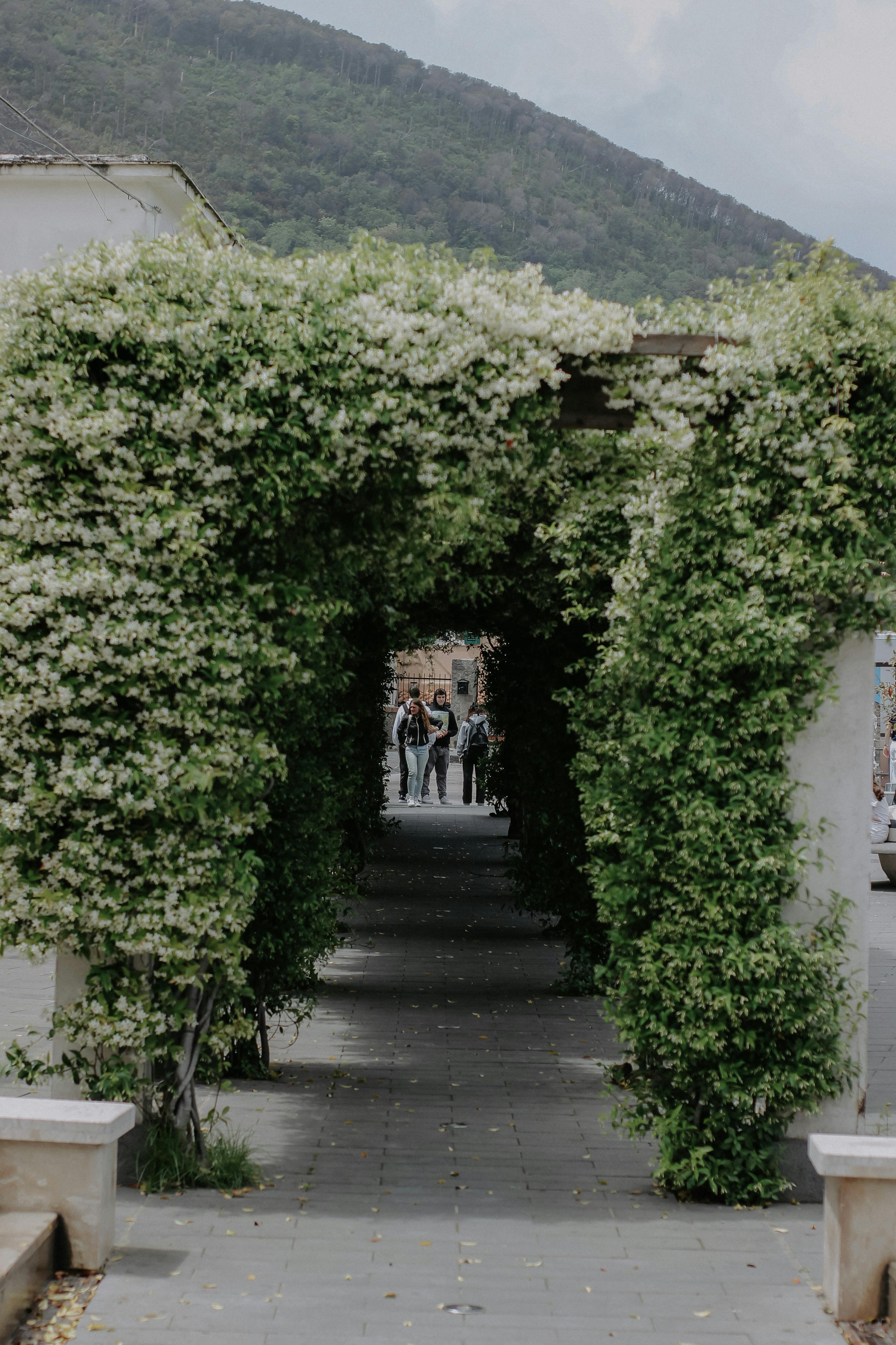 Ivy Arch over the Passage · Free Stock Photo