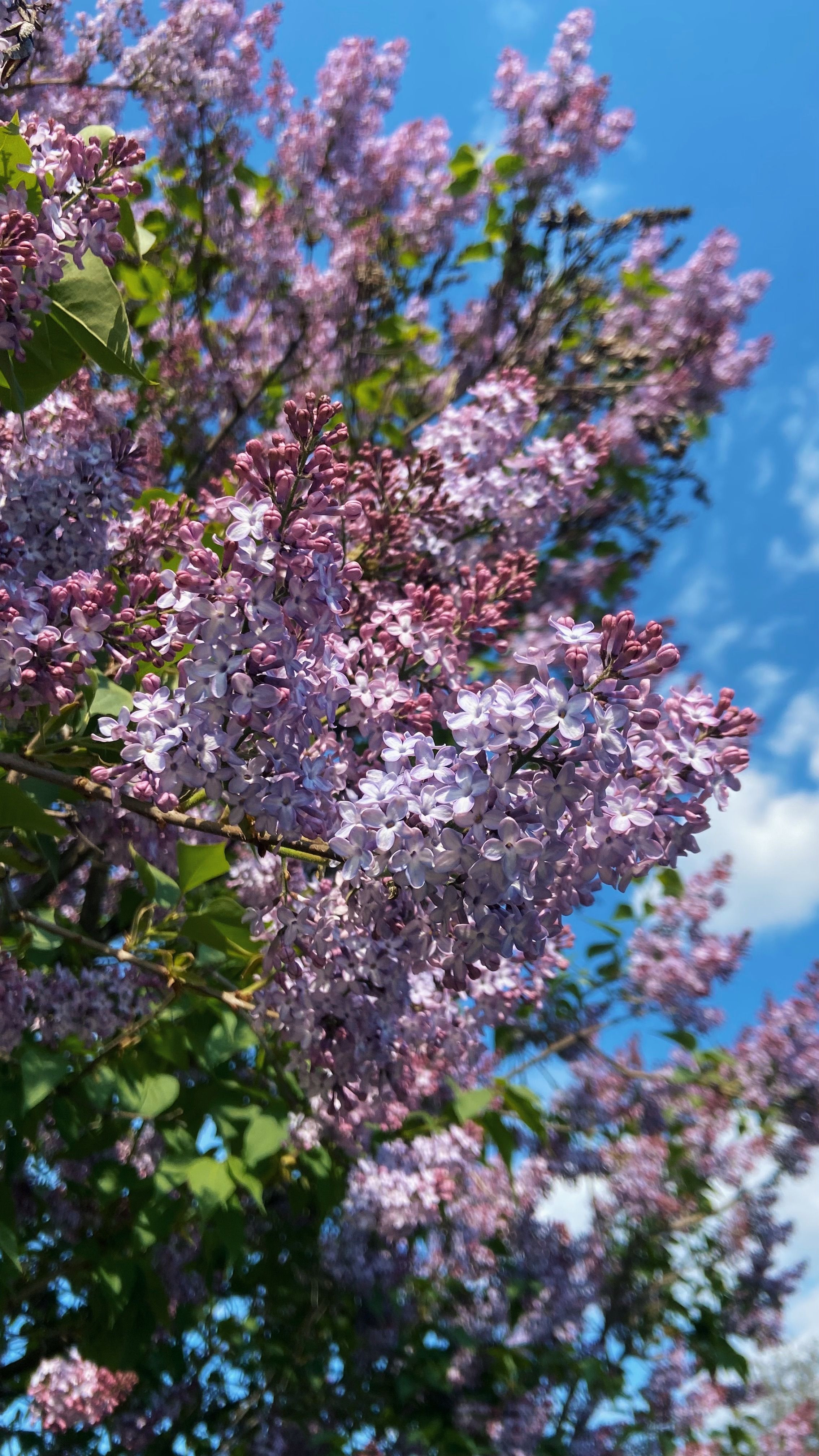A Branch of Lilac Flowers · Free Stock Photo