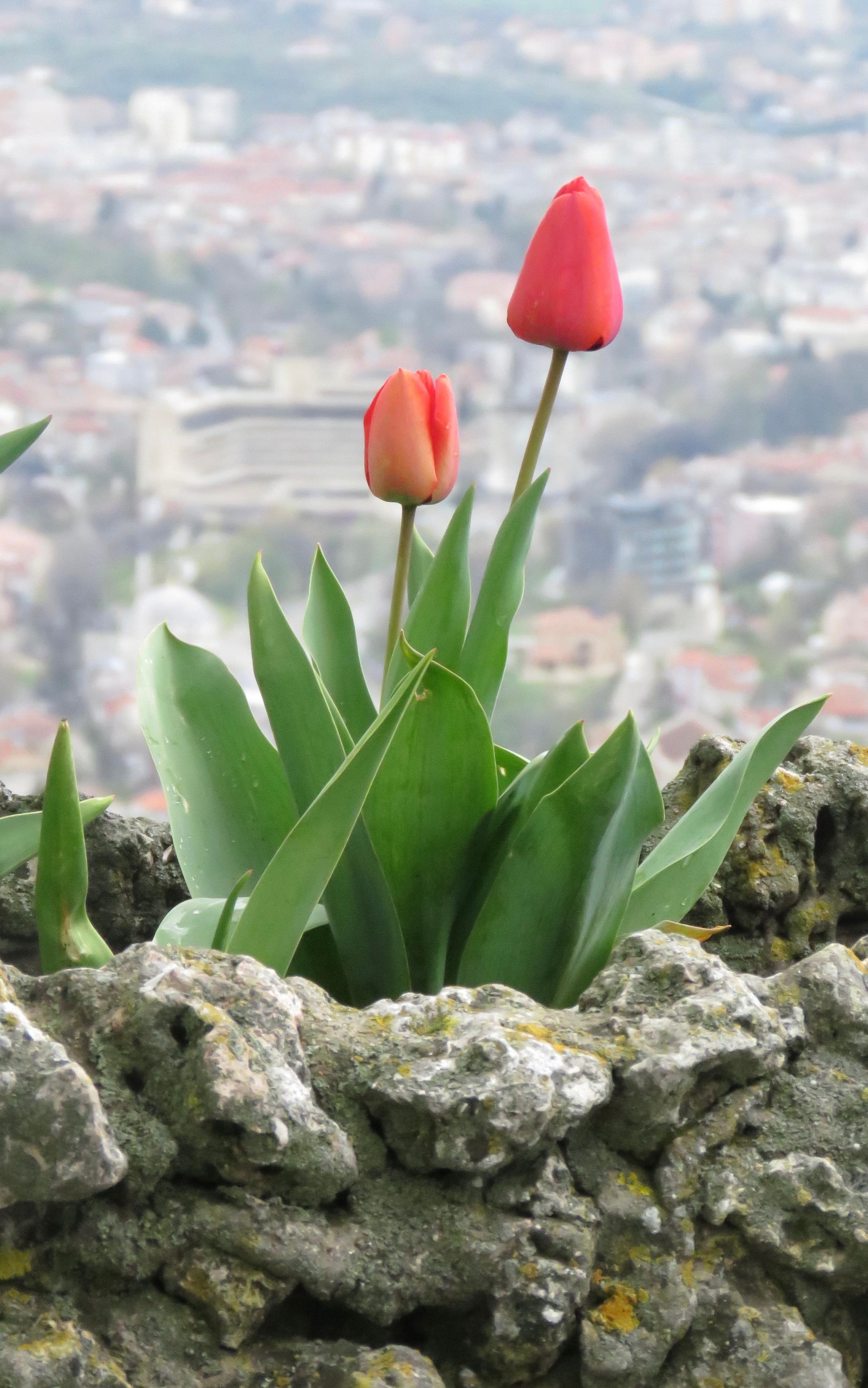 A Red Tulip · Free Stock Photo