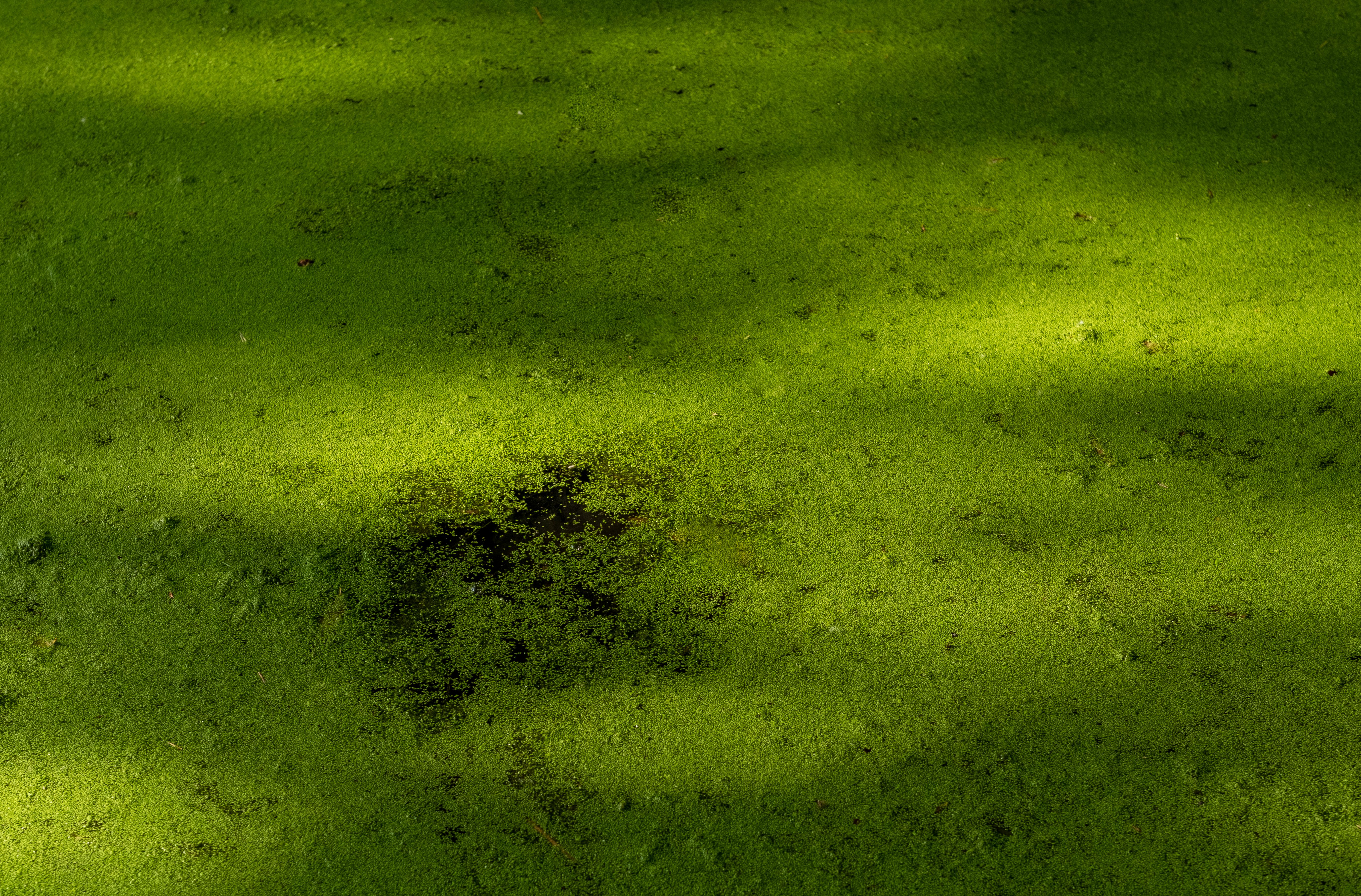 Green Algae Growing on Water Surface · Free Stock Photo