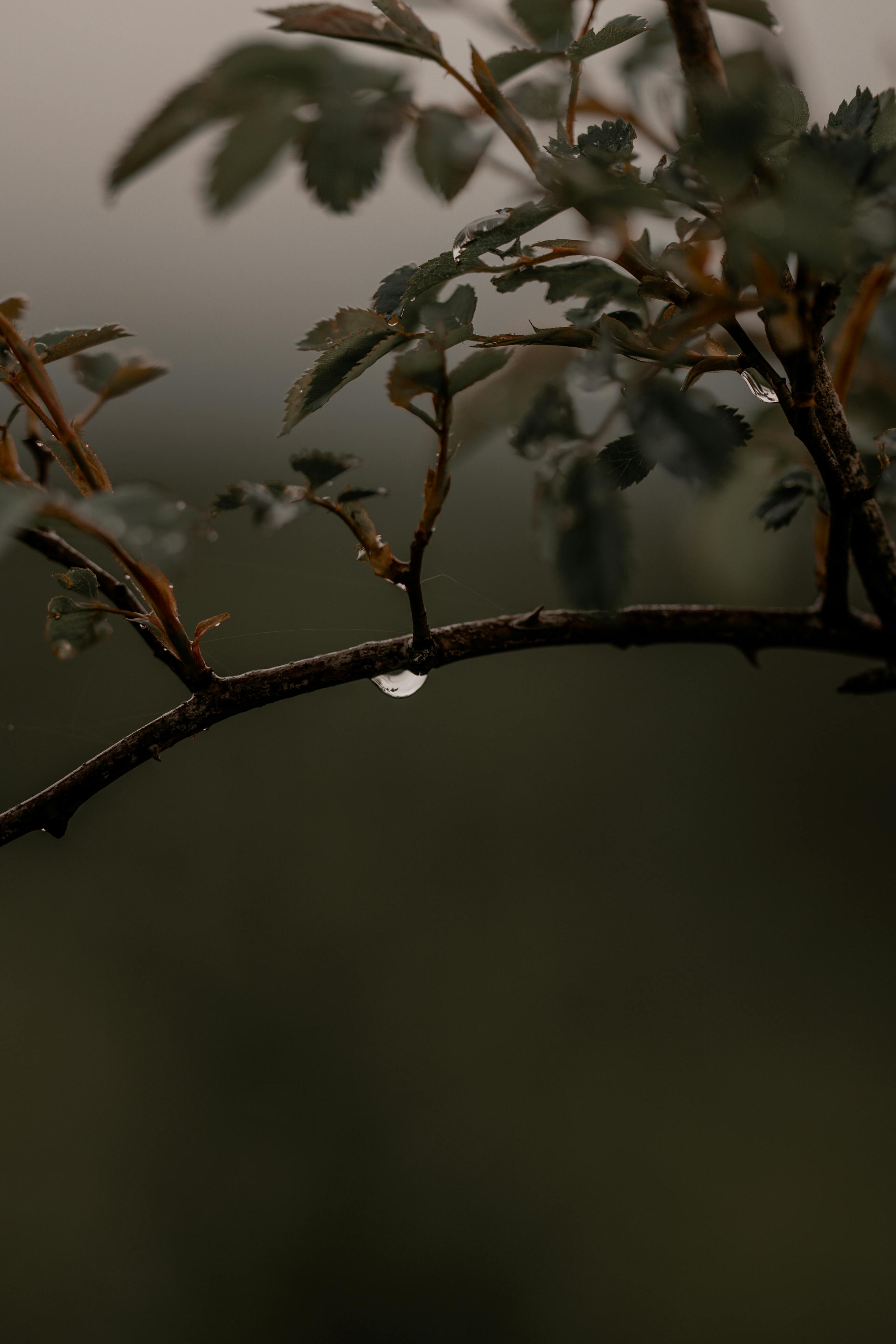 Pendant Drop Method Photos, Download The BEST Free Pendant Drop Method ...