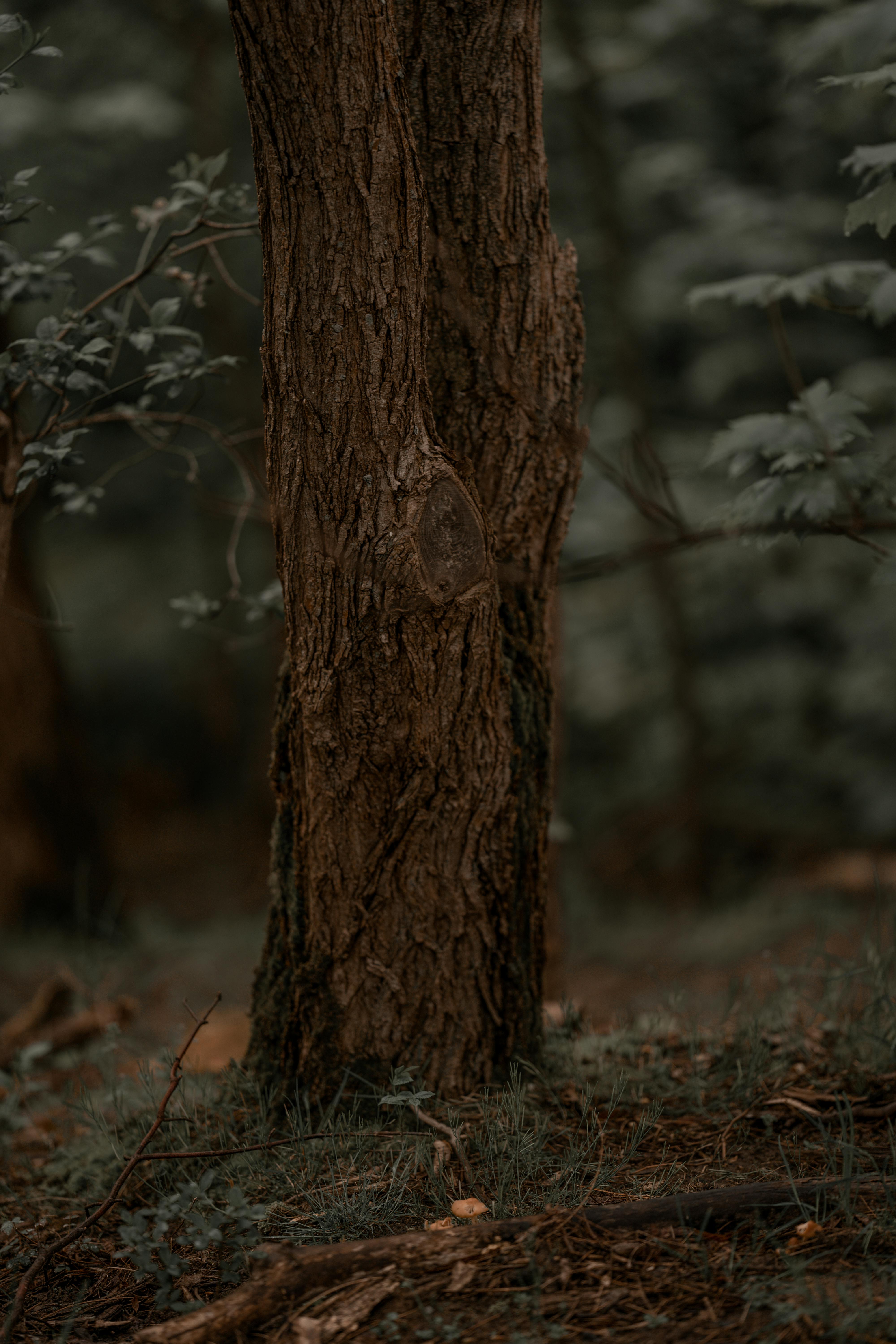 Tree Trunk Photo · Free Stock Photo
