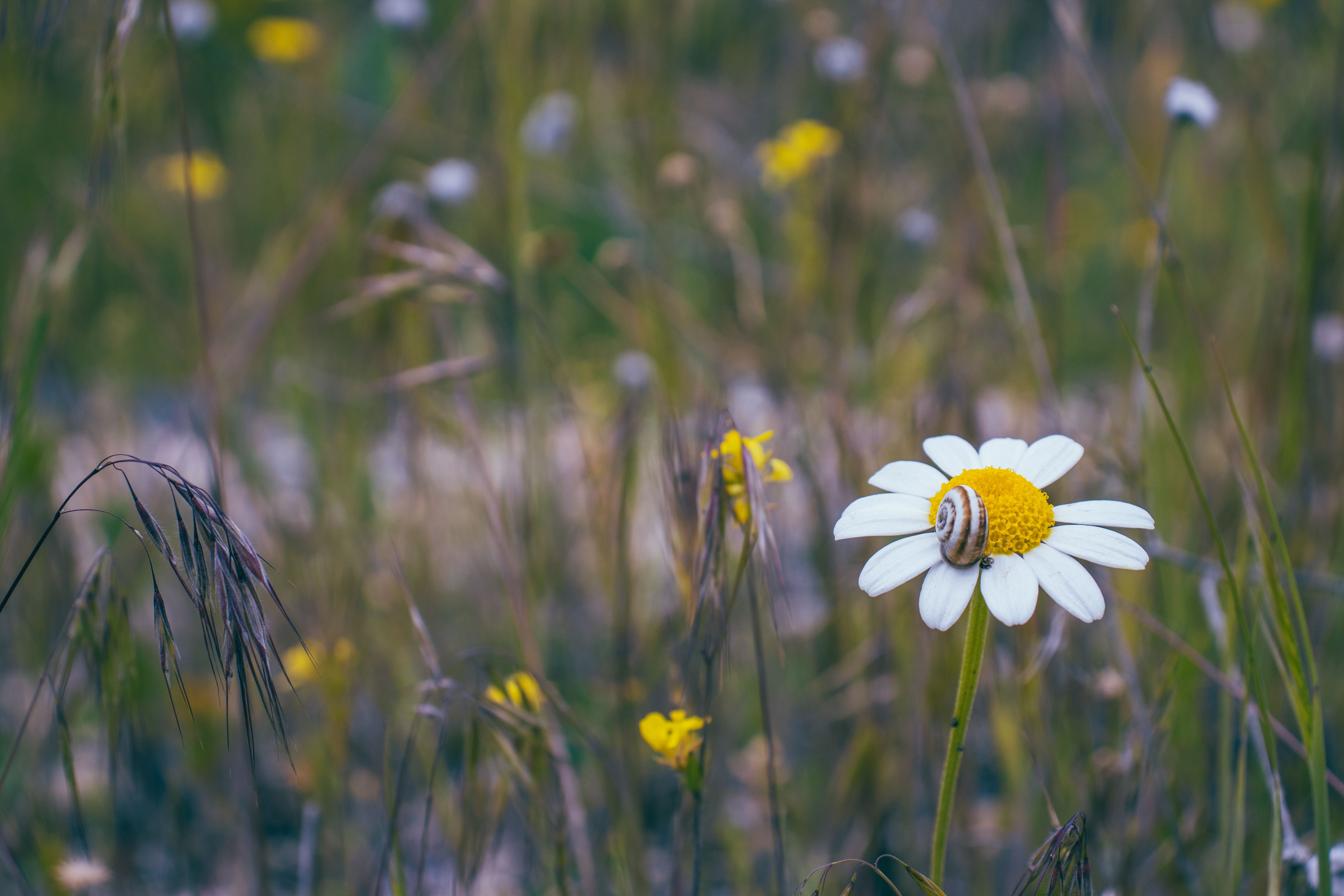 Snail Shell on Flower on Meadow · Free Stock Photo