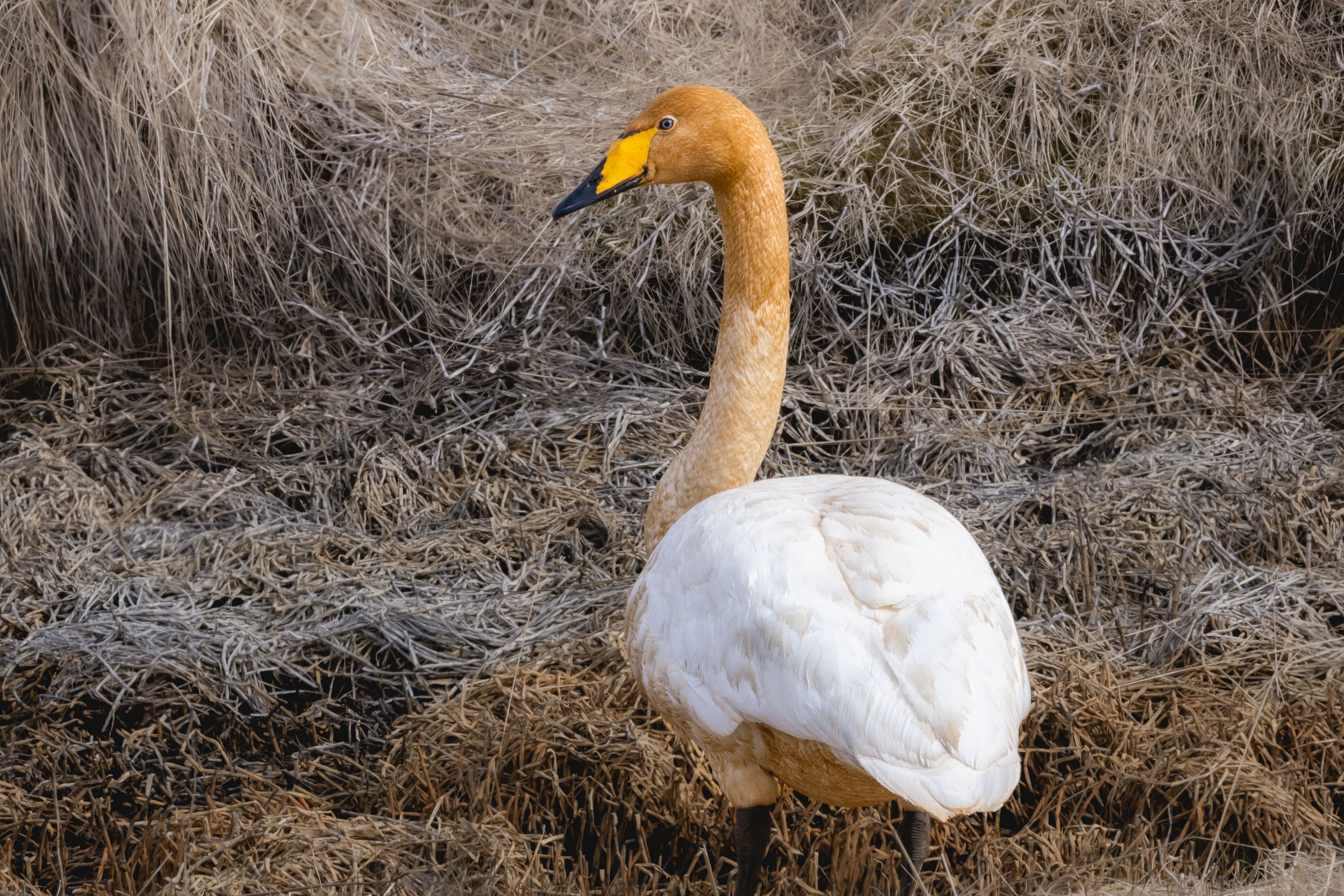 Swan Walking in Dry Field · Free Stock Photo