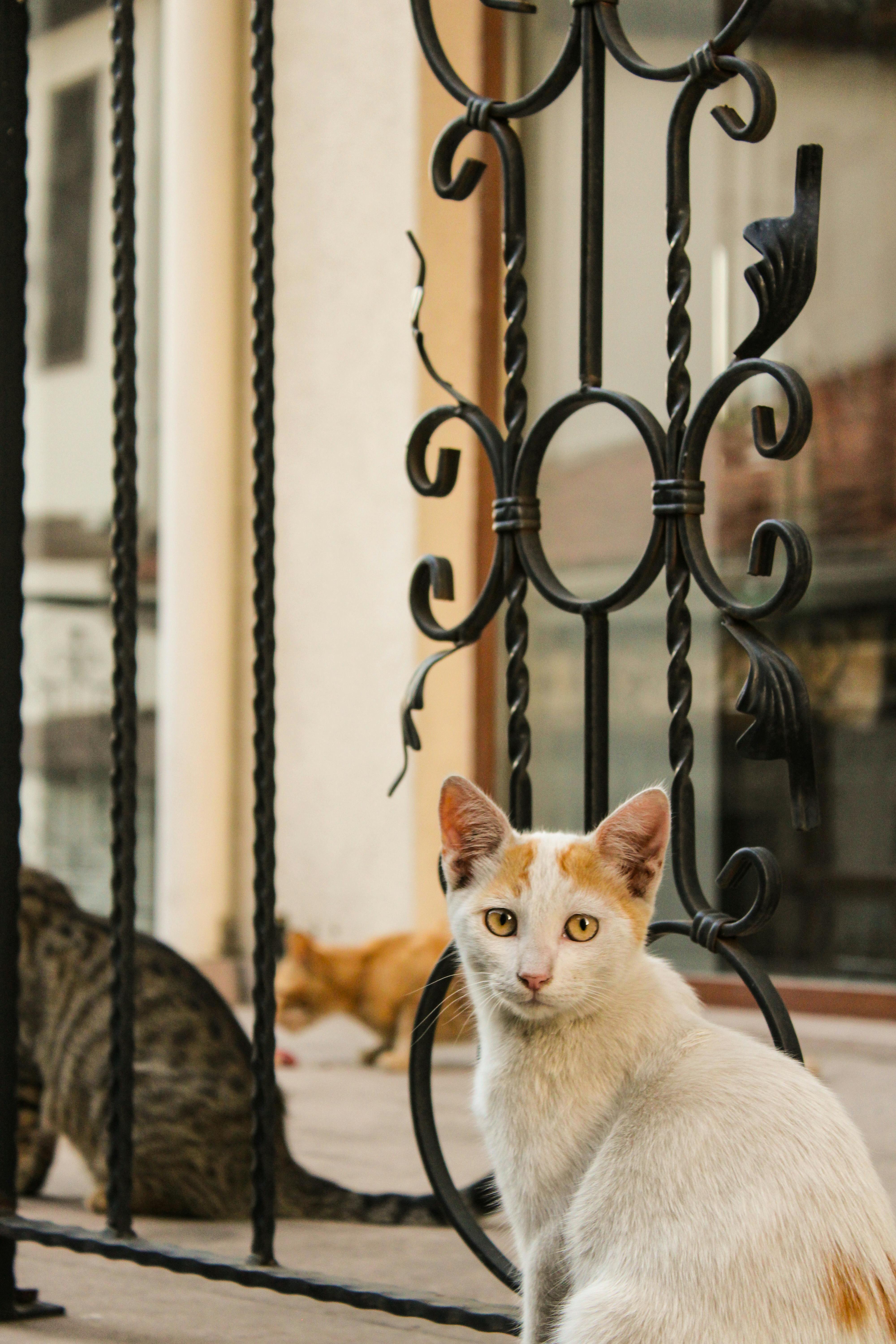 Curiosity Photos Photos, Download The BEST Free Curiosity Photos Stock ...