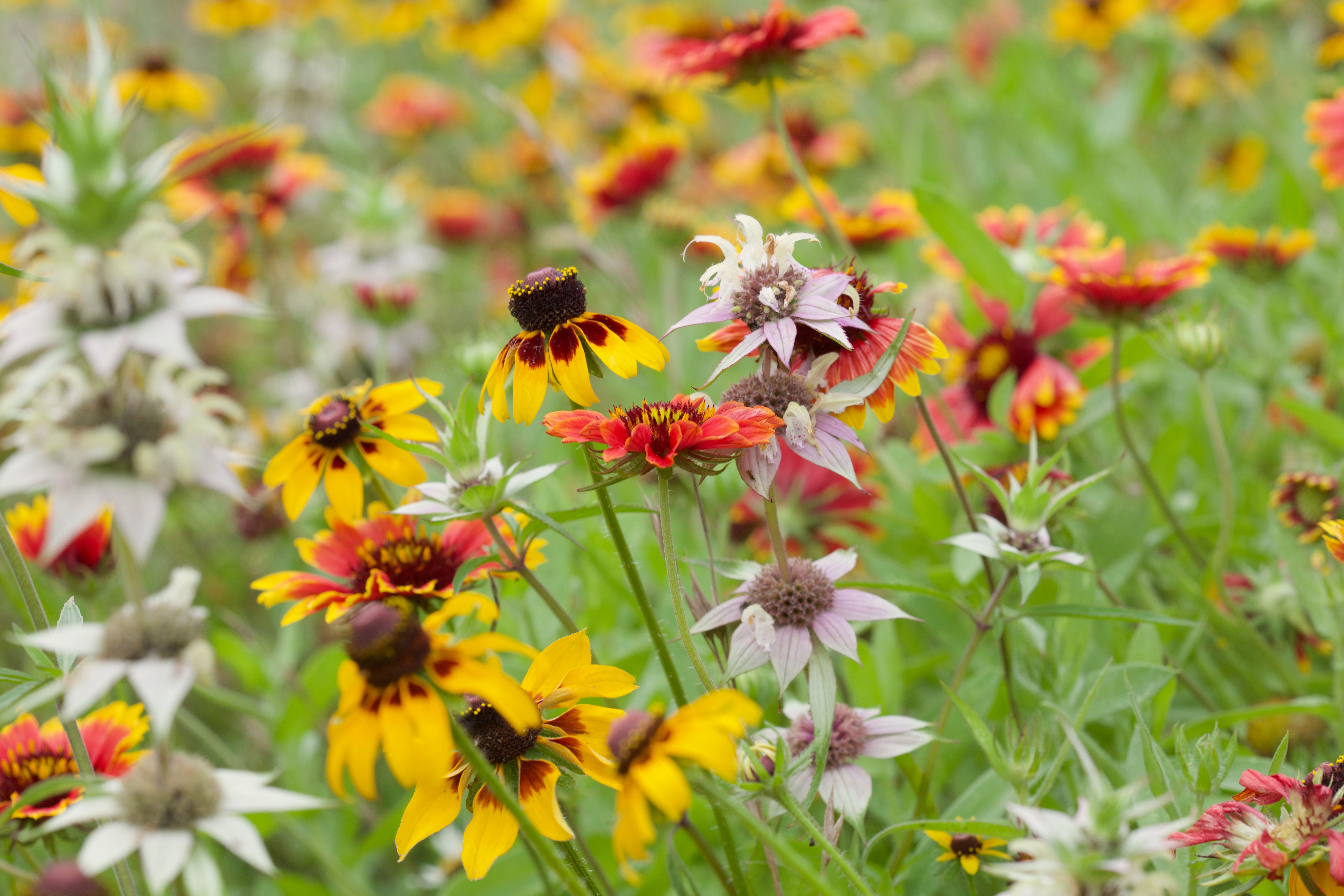 Close-up of a Flower Head · Free Stock Photo