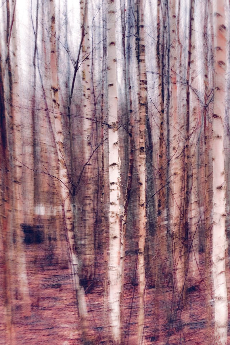 Birch Tree Background Photos, Download The BEST Free Birch Tree ...