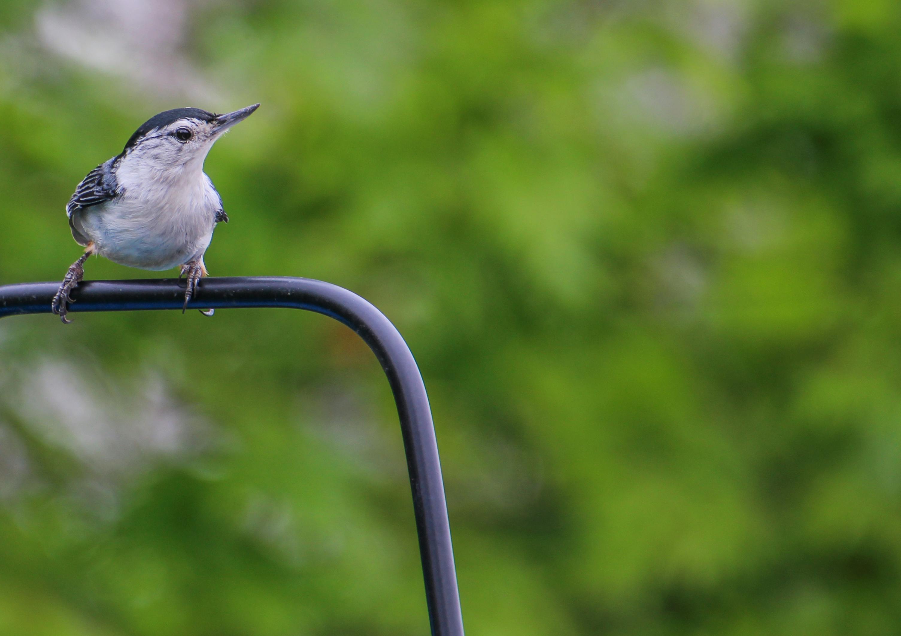 Close-up of a Bird · Free Stock Photo