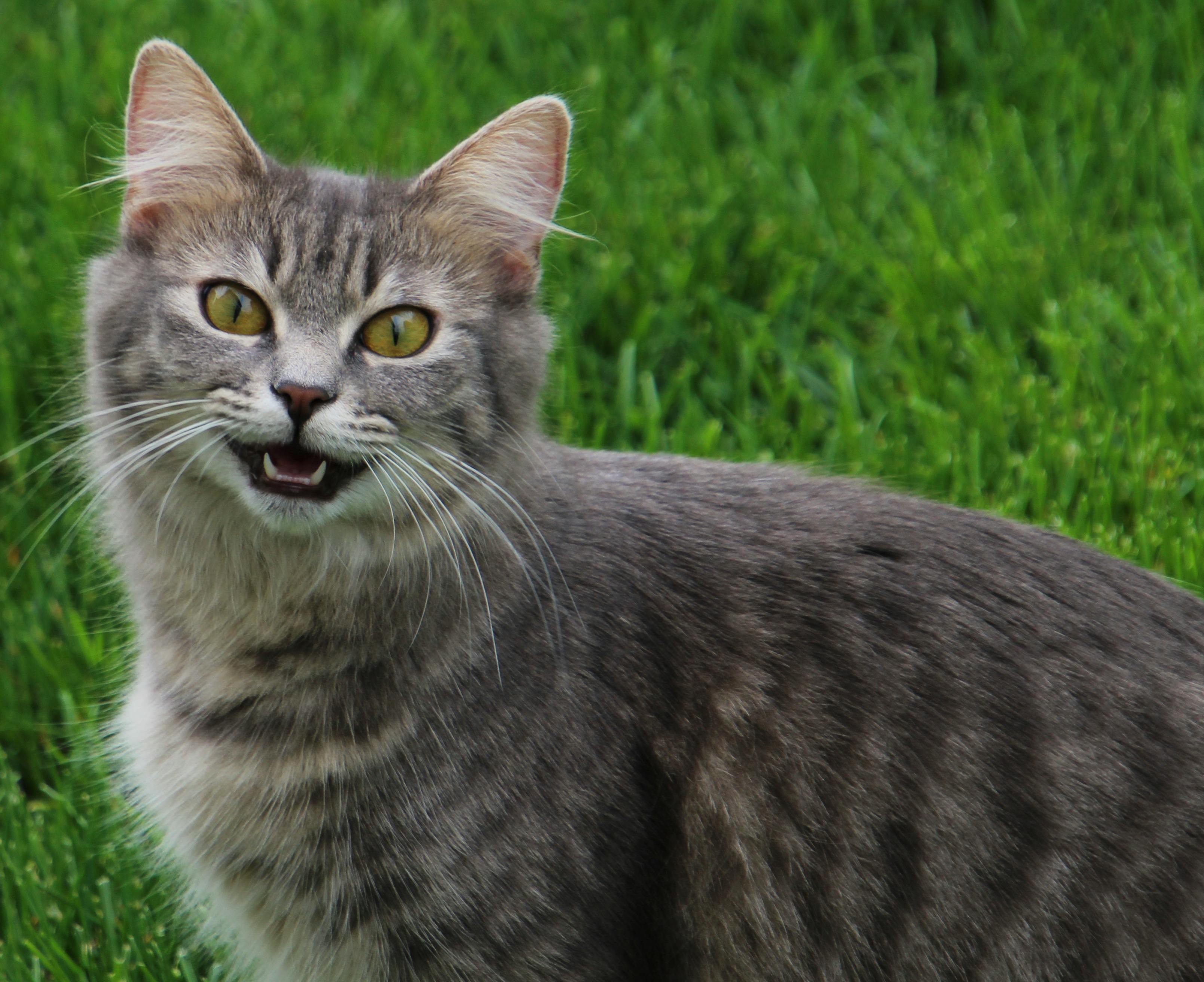 Close up of Cat · Free Stock Photo