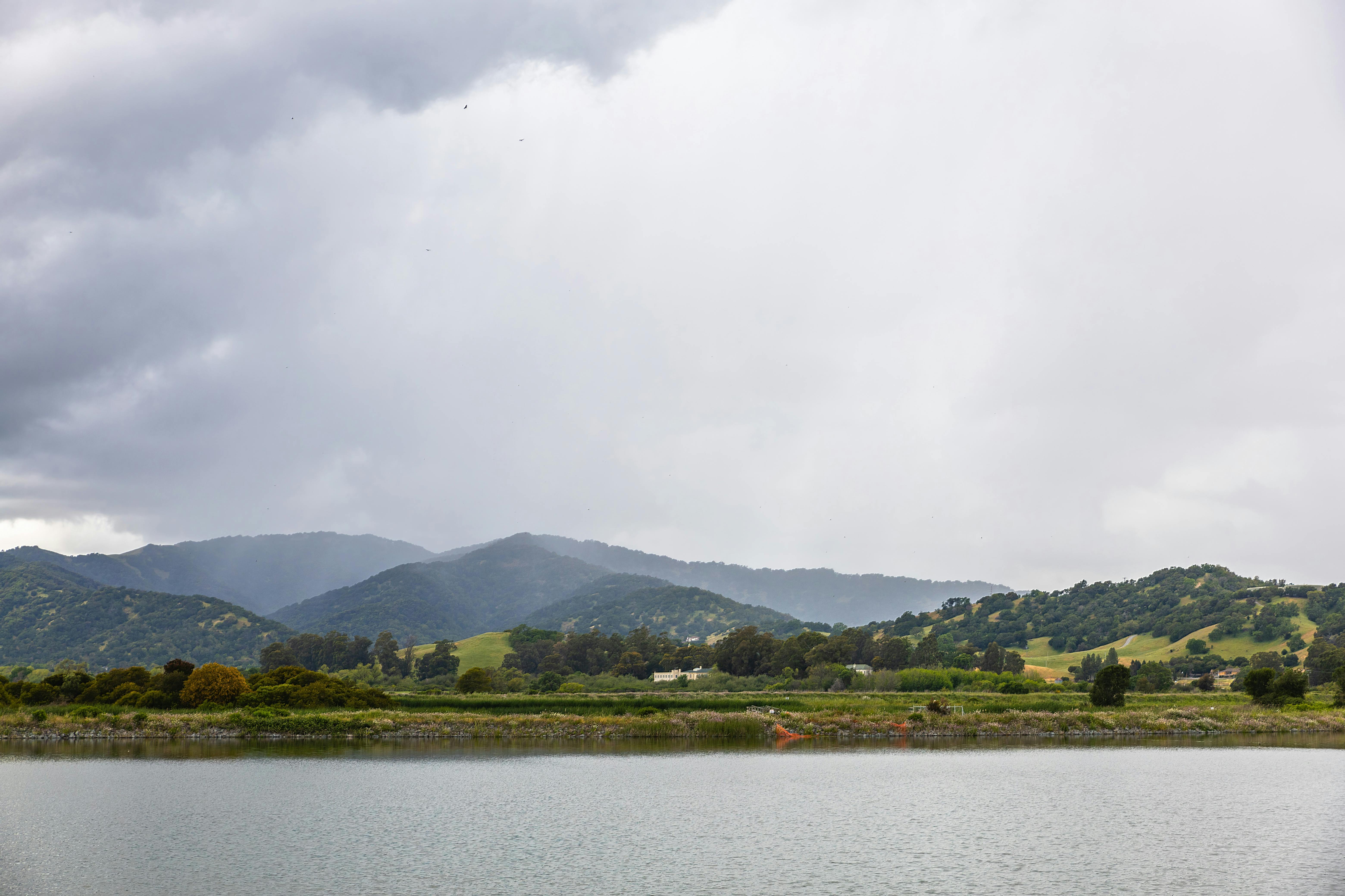 Hilly Landscape with Azores Juniper Tree Growing at a Lake Shore · Free ...