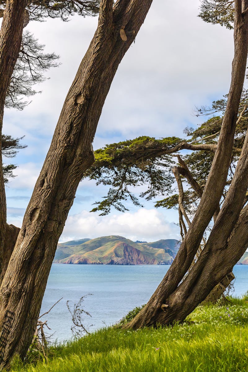 Crooked Trees Photos, Download The BEST Free Crooked Trees Stock Photos ...