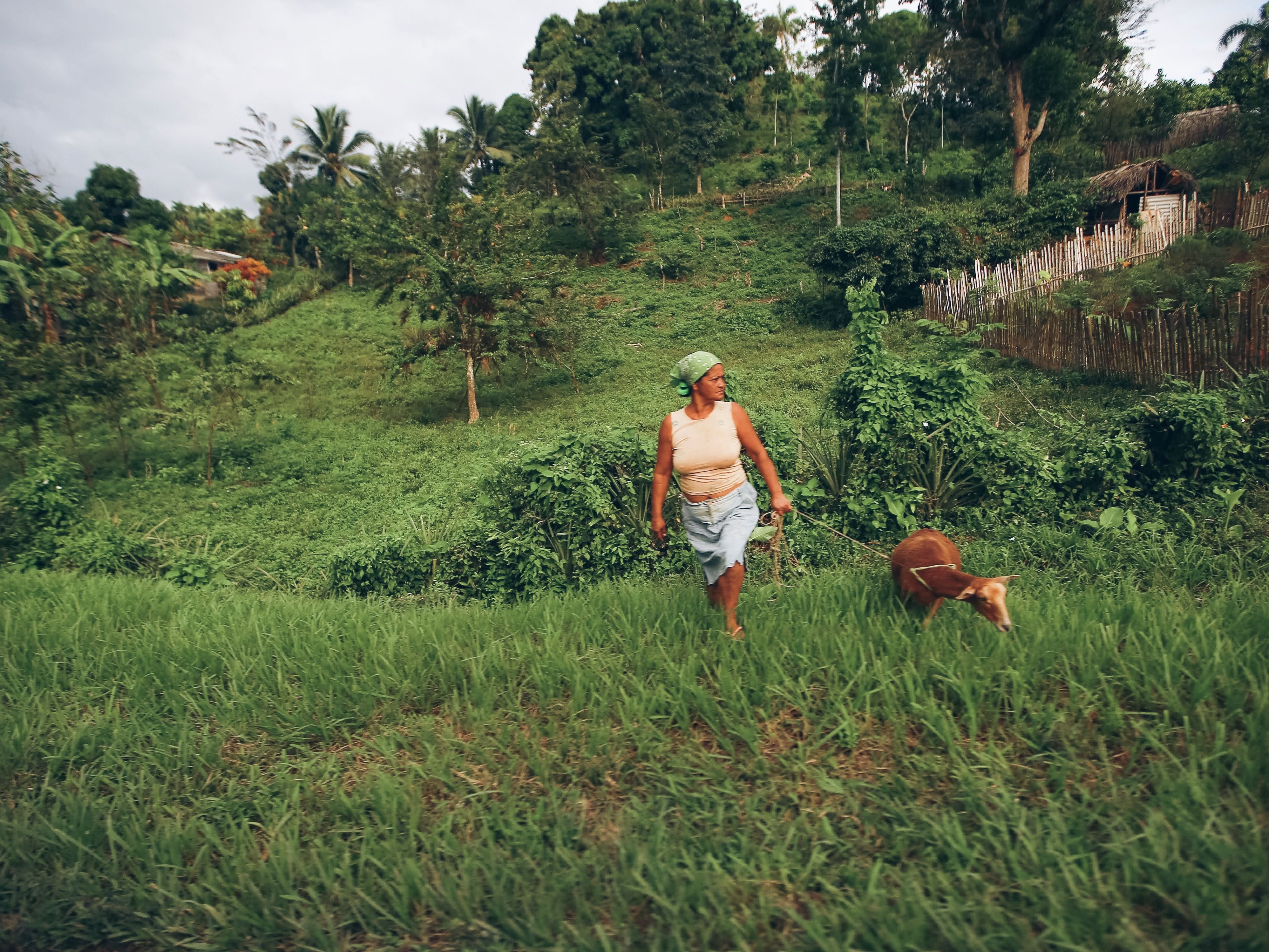 Woman Walking with Cow Calf on Leash · Free Stock Photo