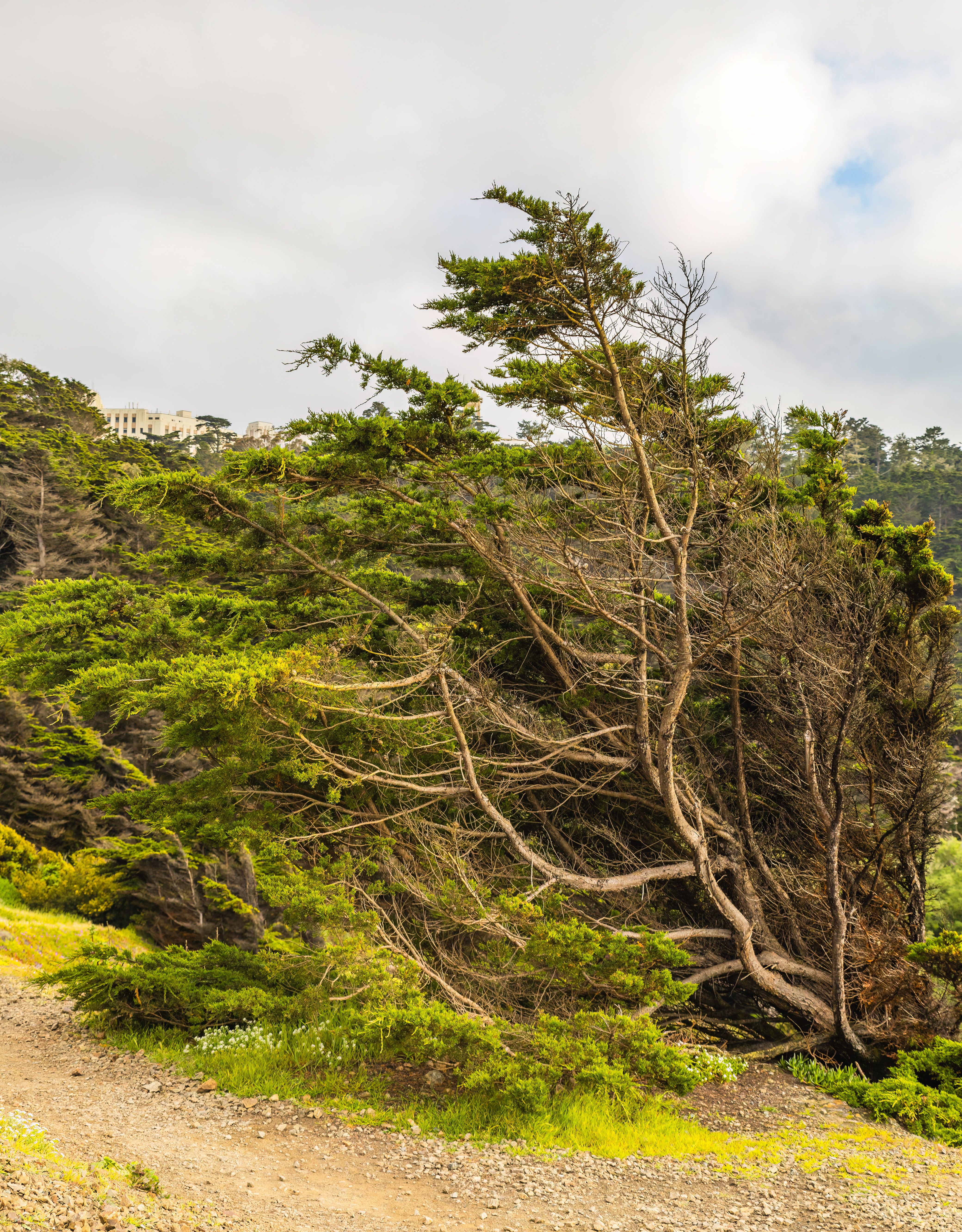 Tangled Branches of Shrub · Free Stock Photo