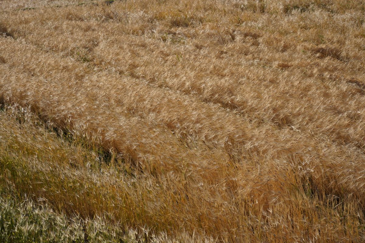 Yellow Crops Photos, Download The BEST Free Yellow Crops Stock Photos ...