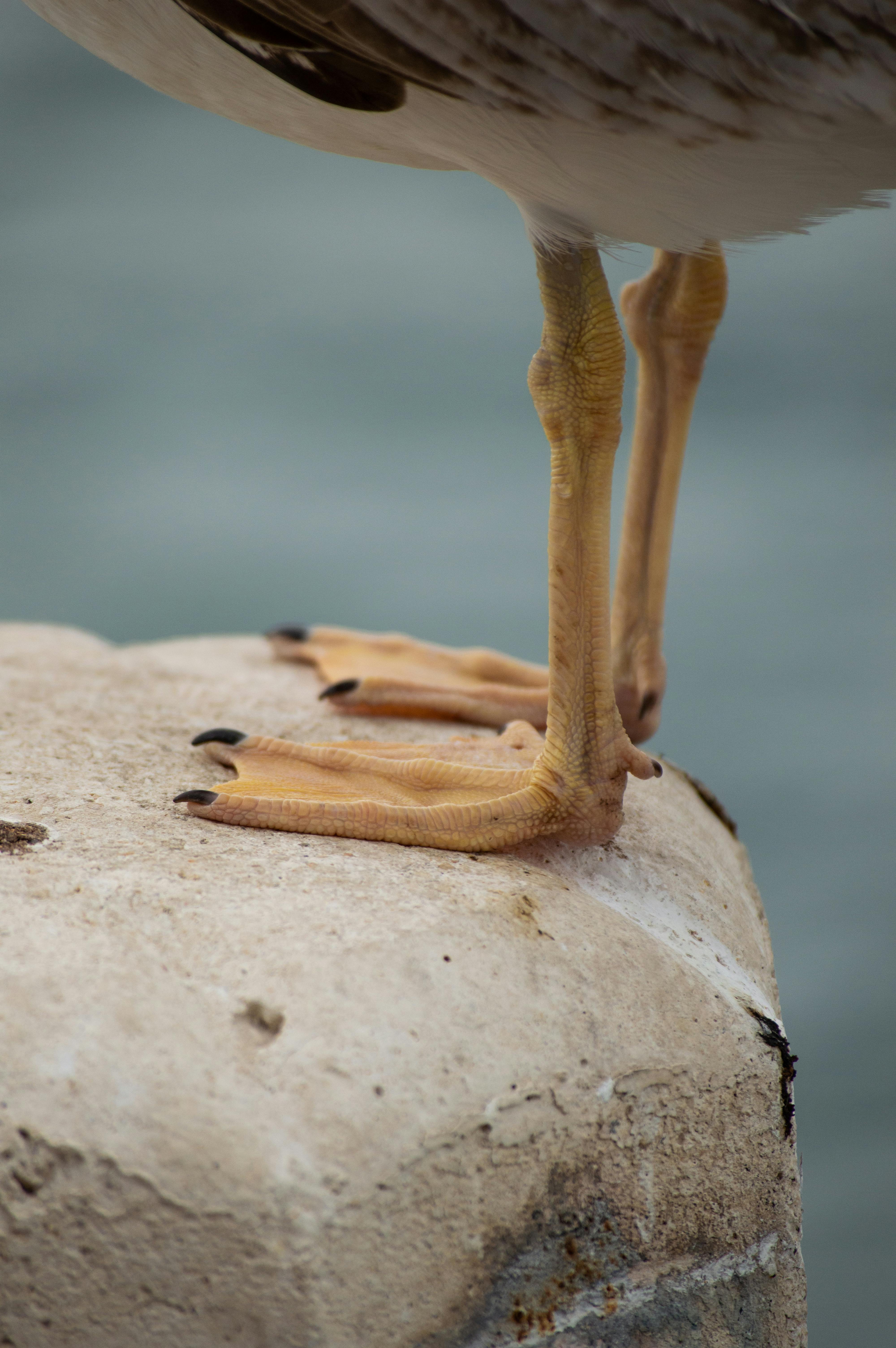 Close up of Bird Palmates · Free Stock Photo