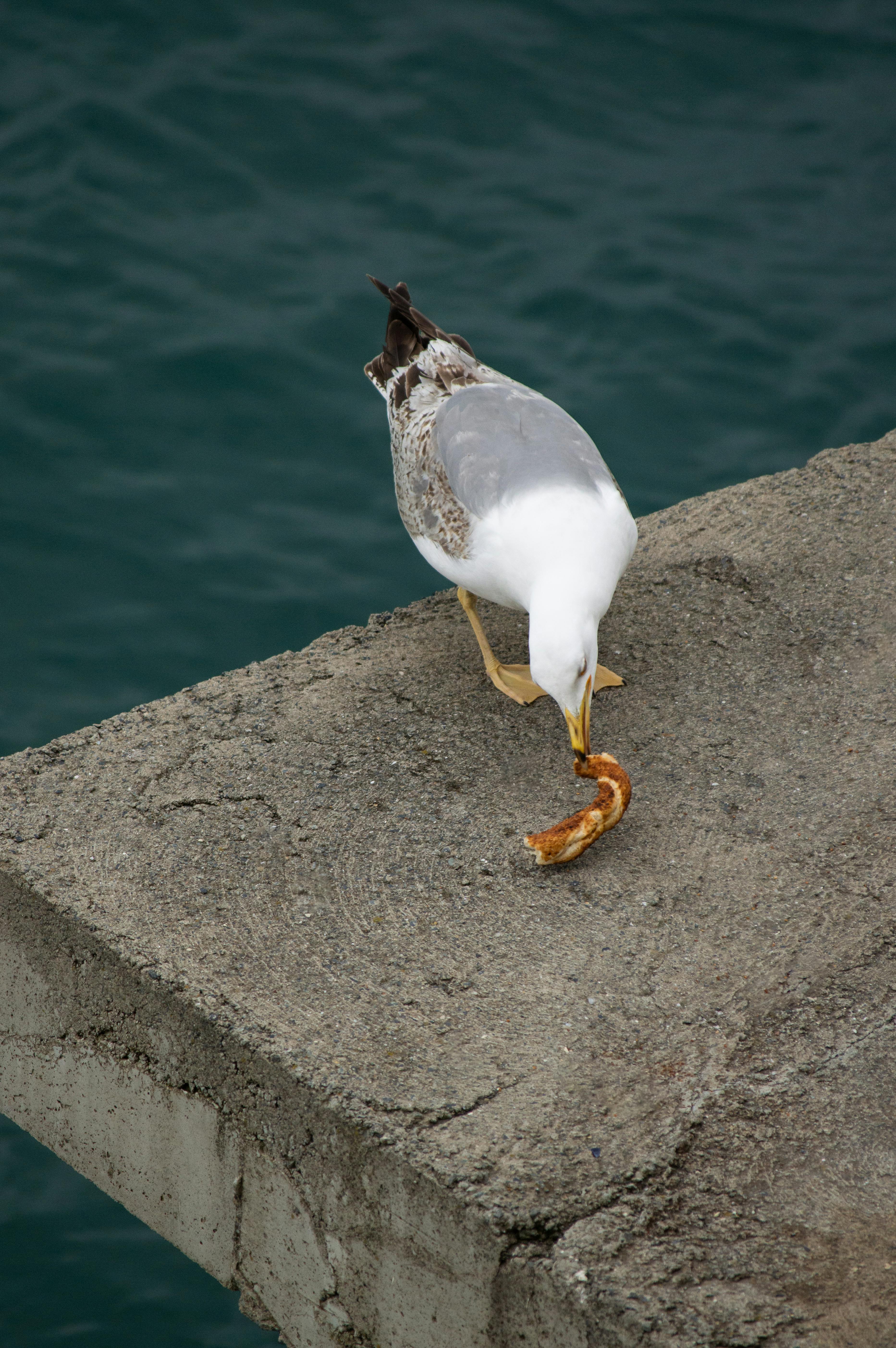 Seagull Eating Worm · Free Stock Photo