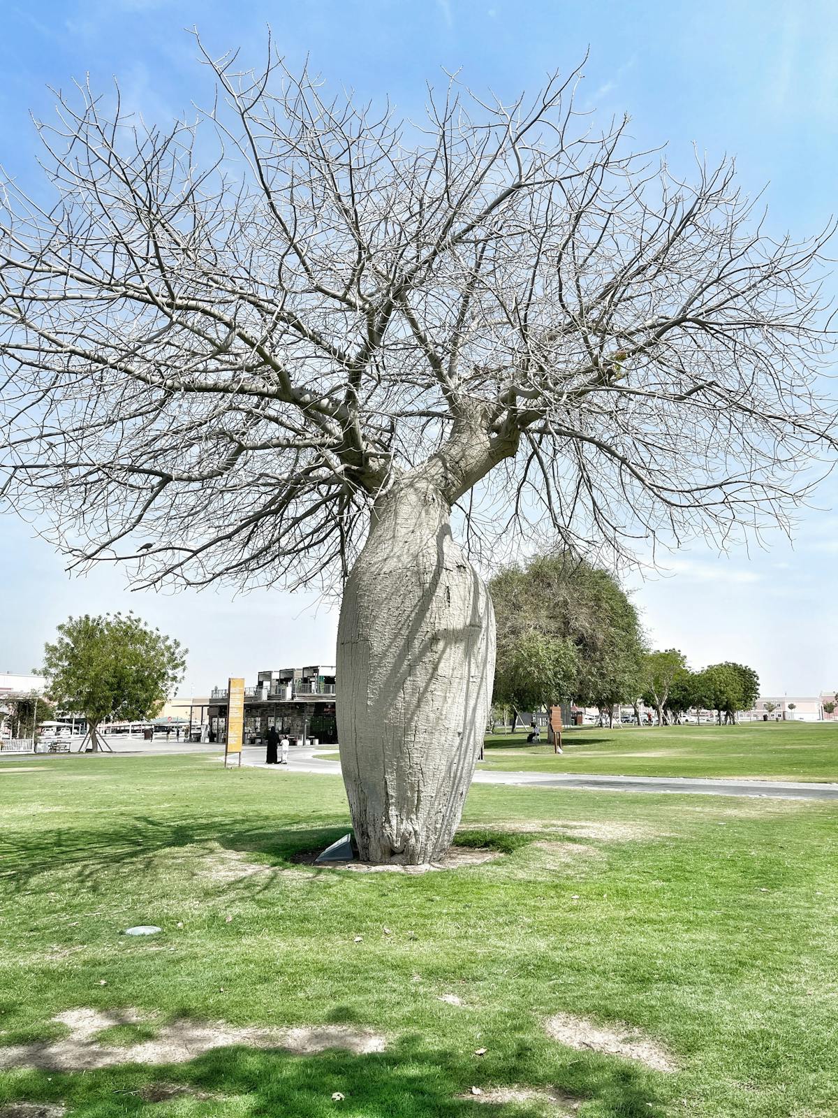 Baobab Tree Photos, Download The BEST Free Baobab Tree Stock Photos ...