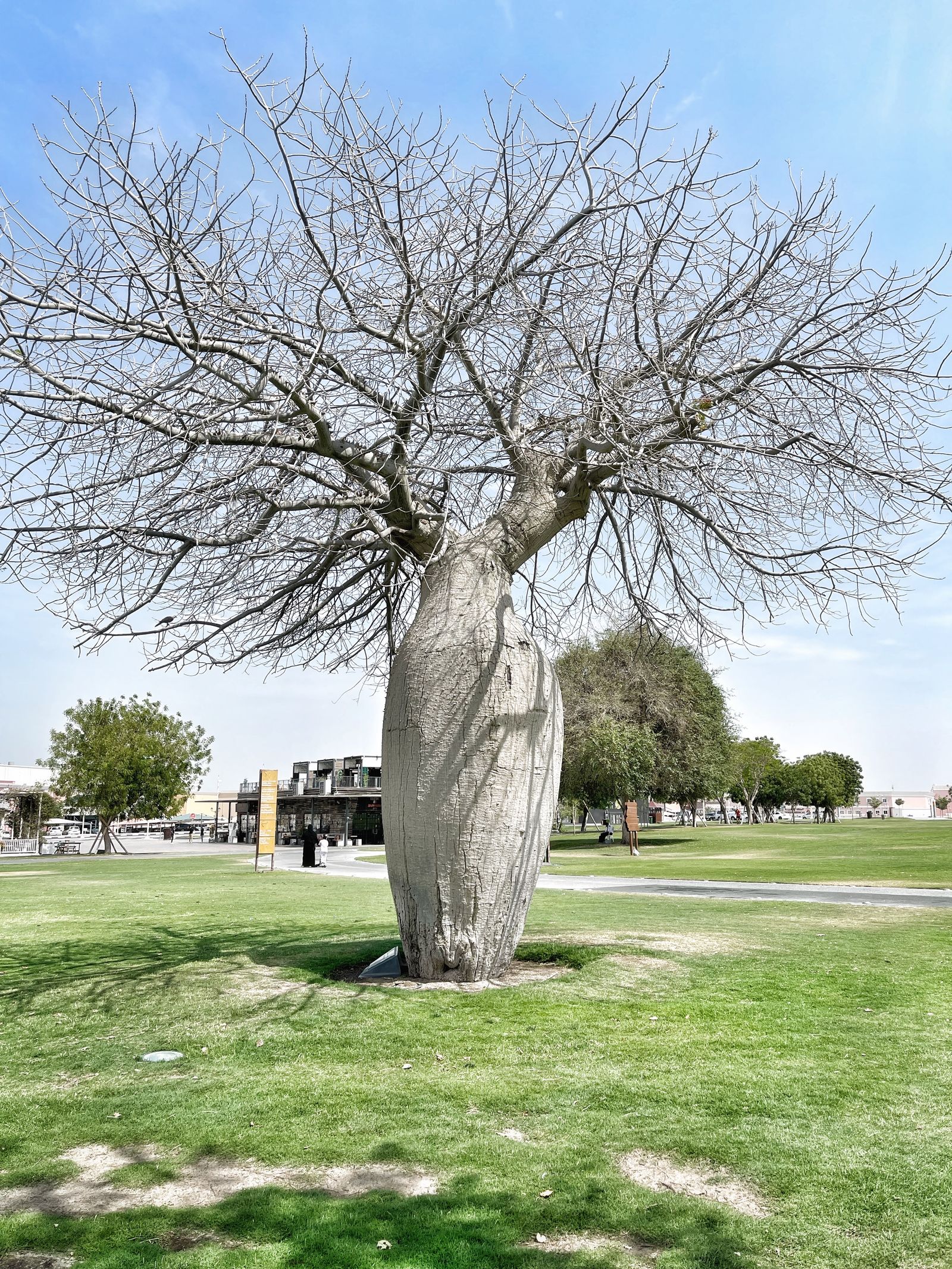 Baobab Tree Photos, Download The BEST Free Baobab Tree Stock Photos ...