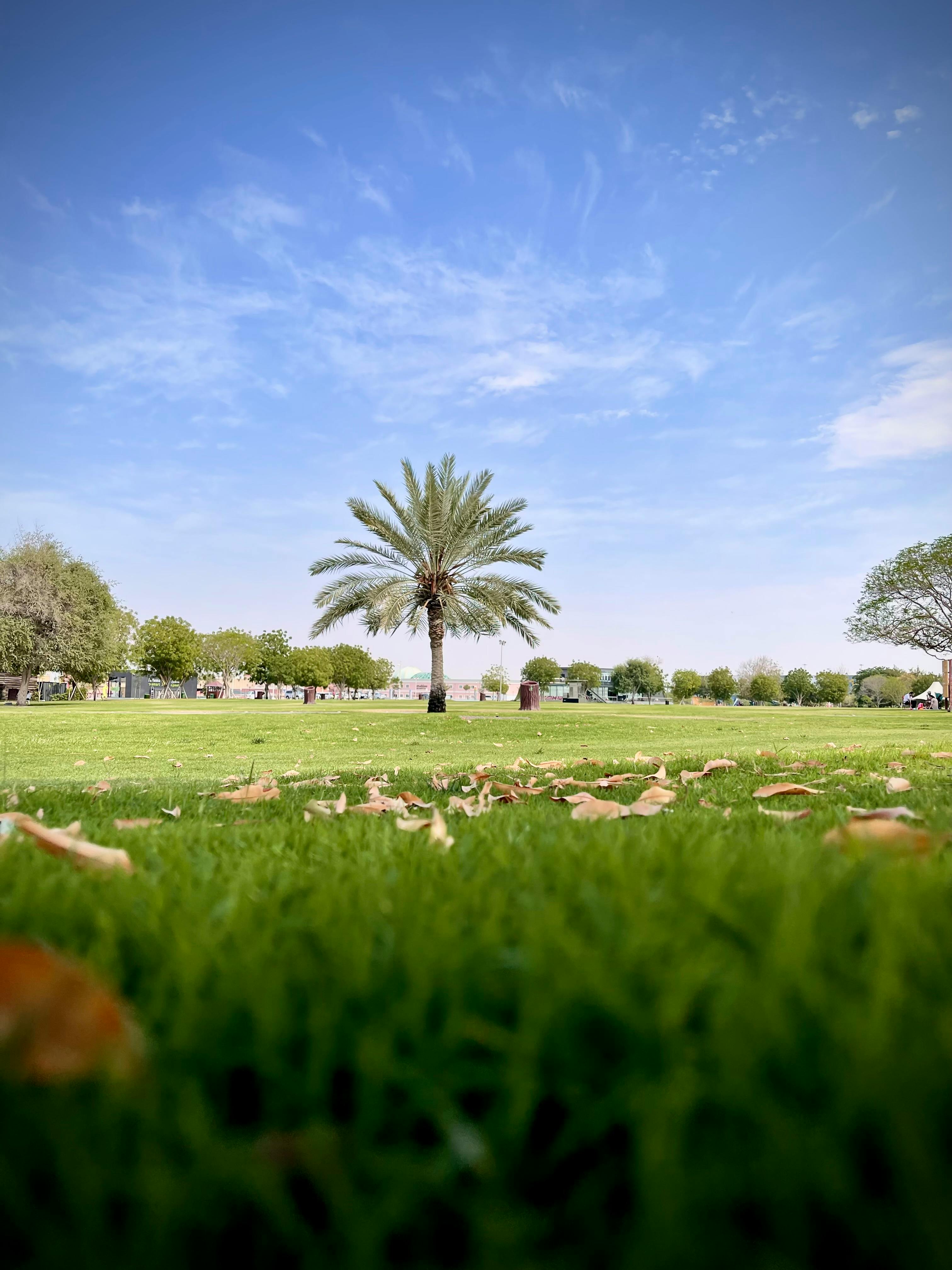 A Grass Field with Palm Trees under a Blue Sky · Free Stock Photo