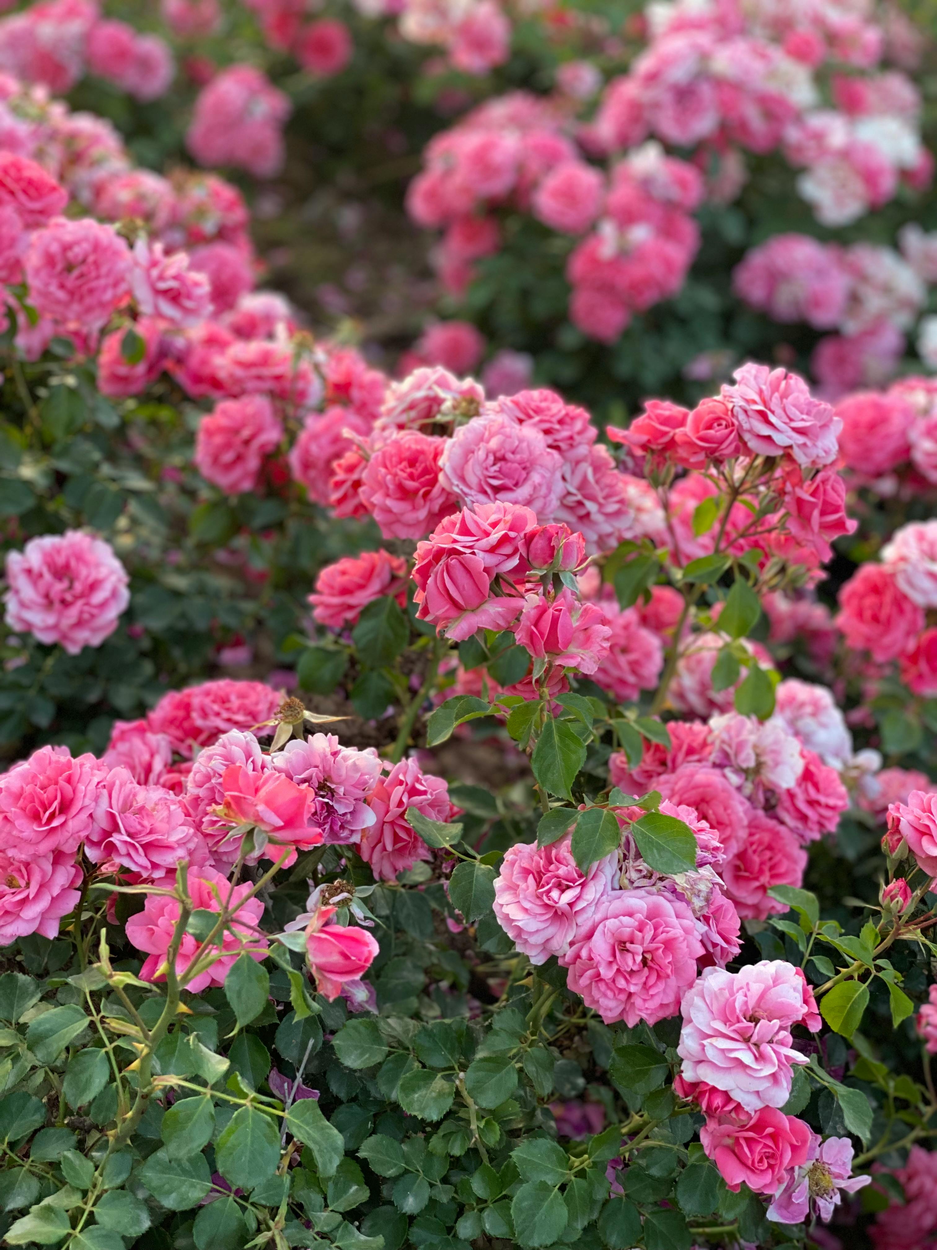 Close up of Pink Roses · Free Stock Photo