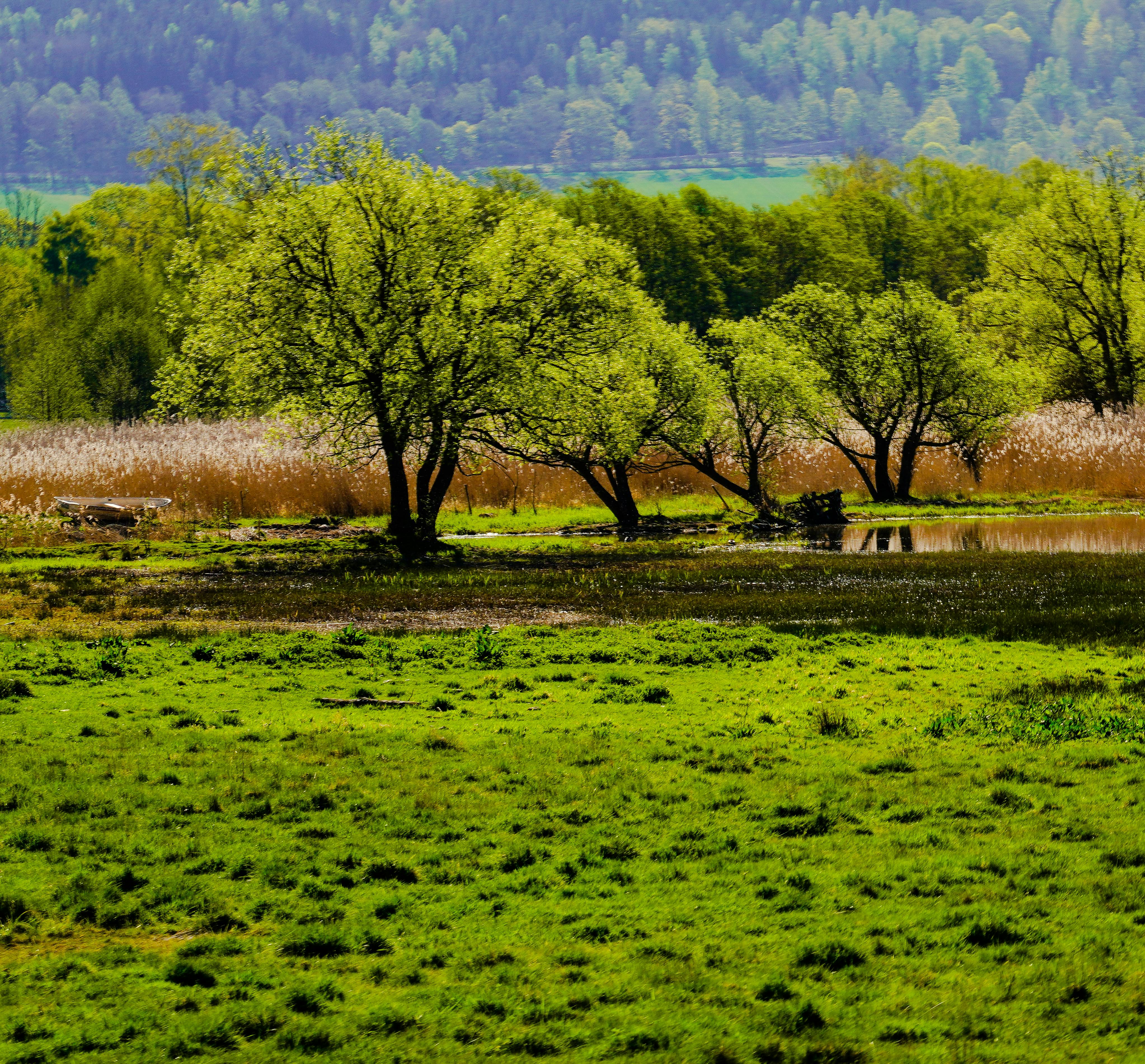 Tangled Tree Roots at a Swamp · Free Stock Photo