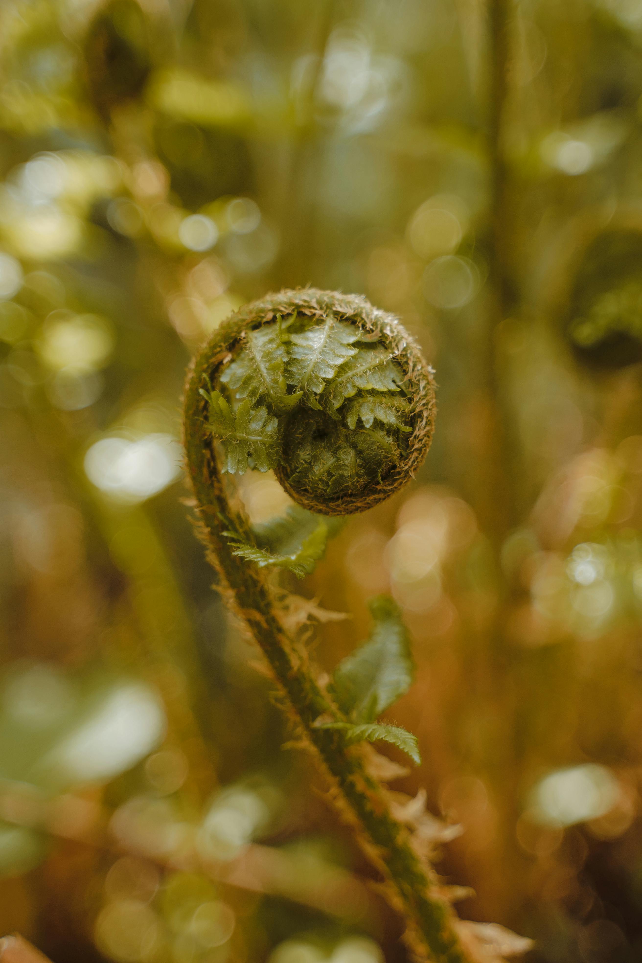 Close-Up of a Rolled Up Fern · Free Stock Photo