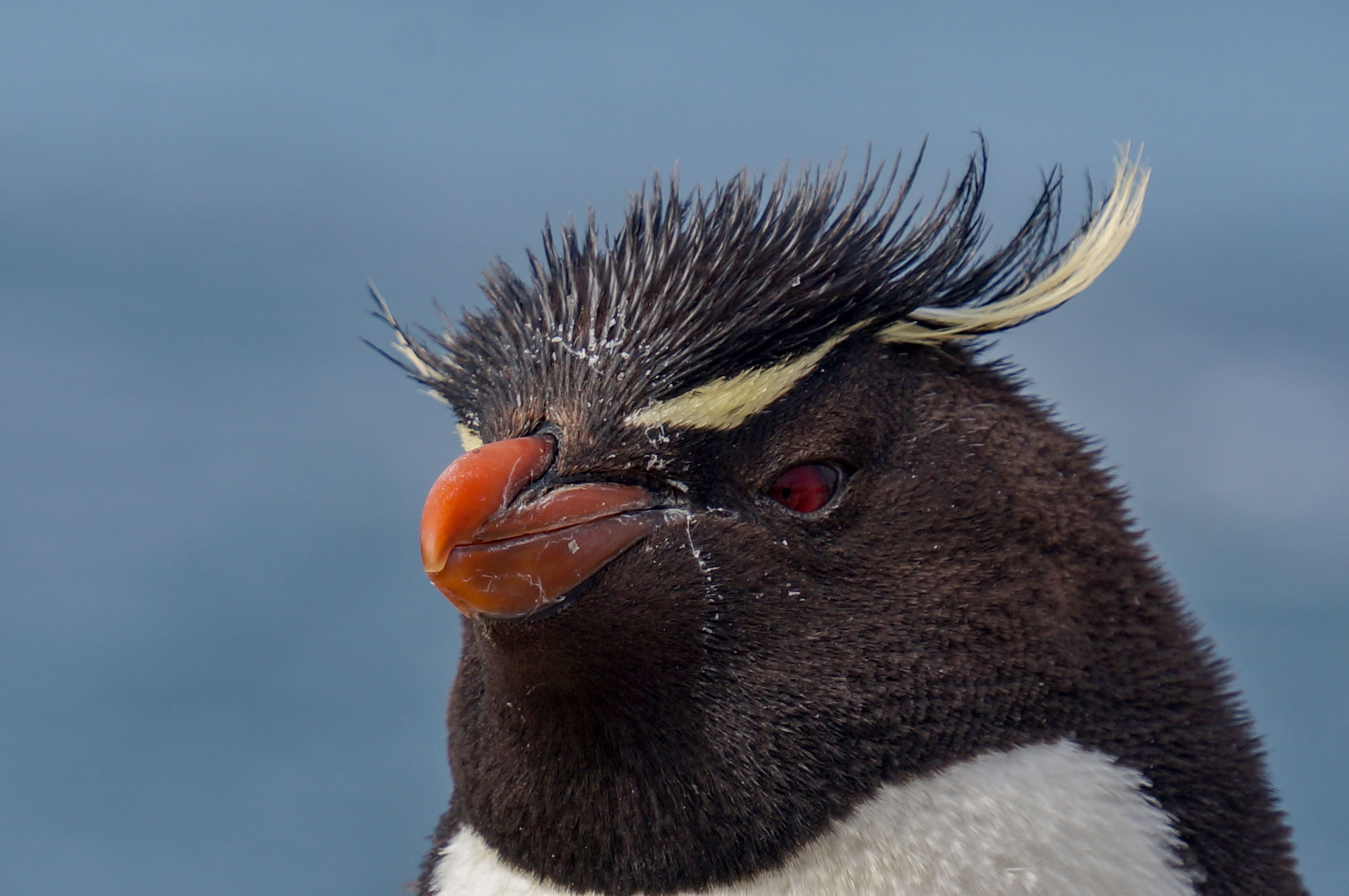Head of Penguin · Free Stock Photo