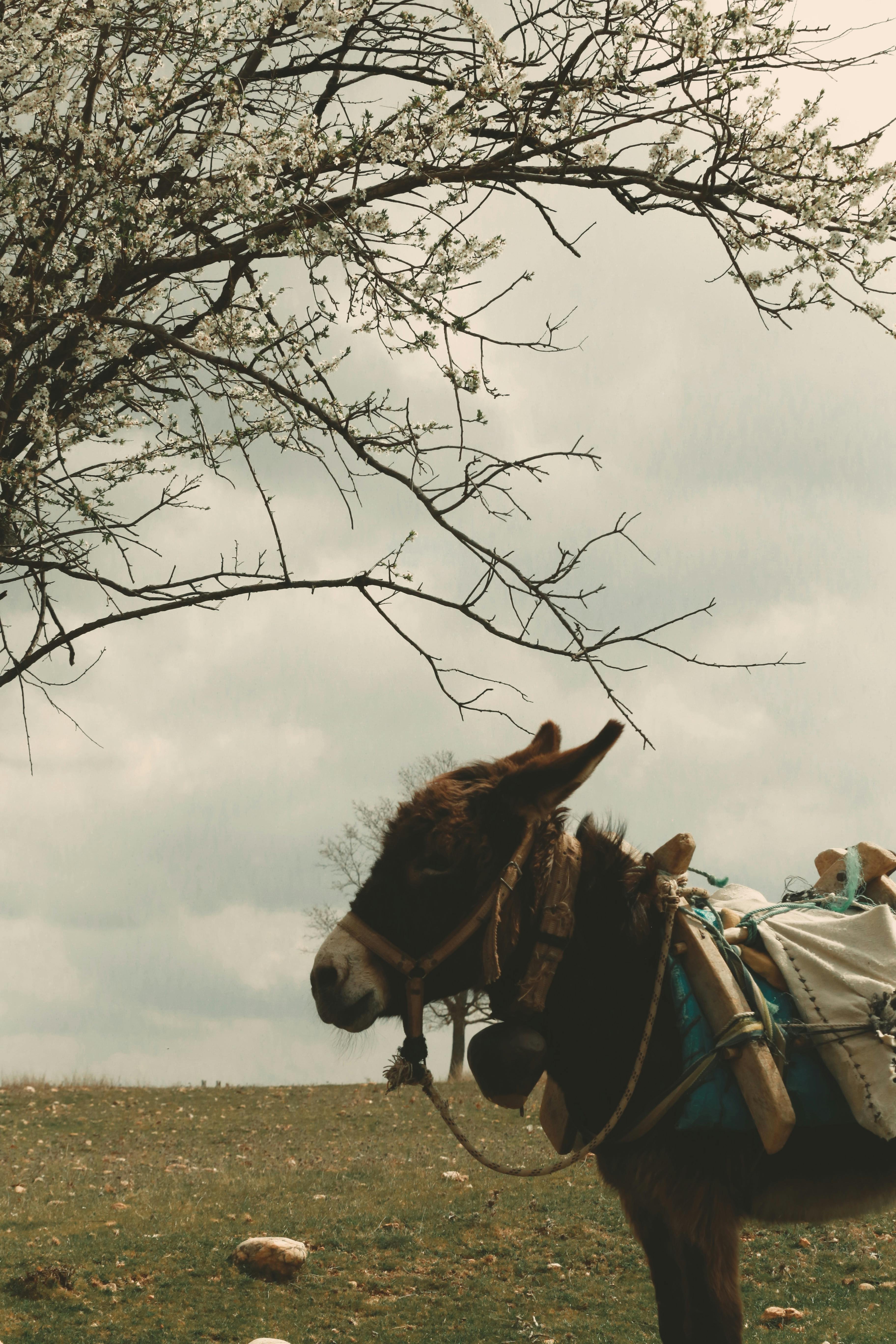 A Donkey Standing Behind Big Rocks · Free Stock Photo