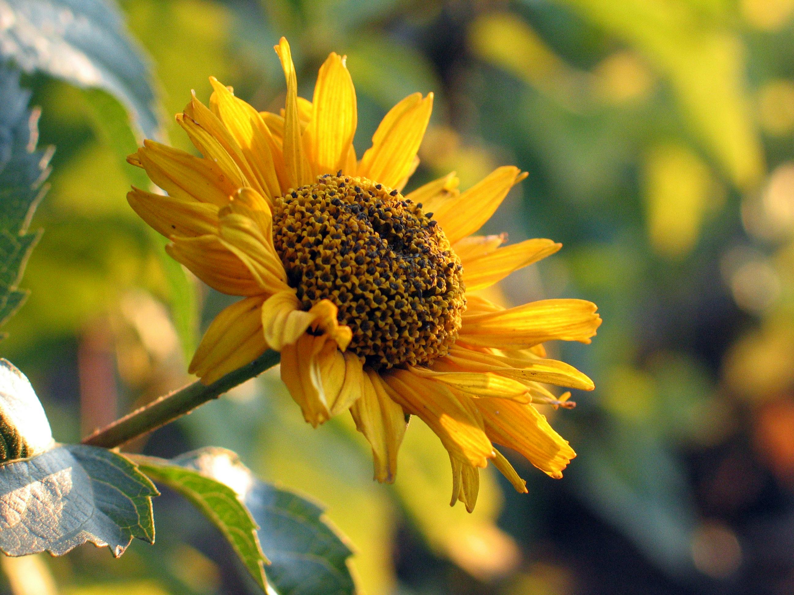 Foto de stock gratuita sobre agricultura, al aire libre, amapolas ...