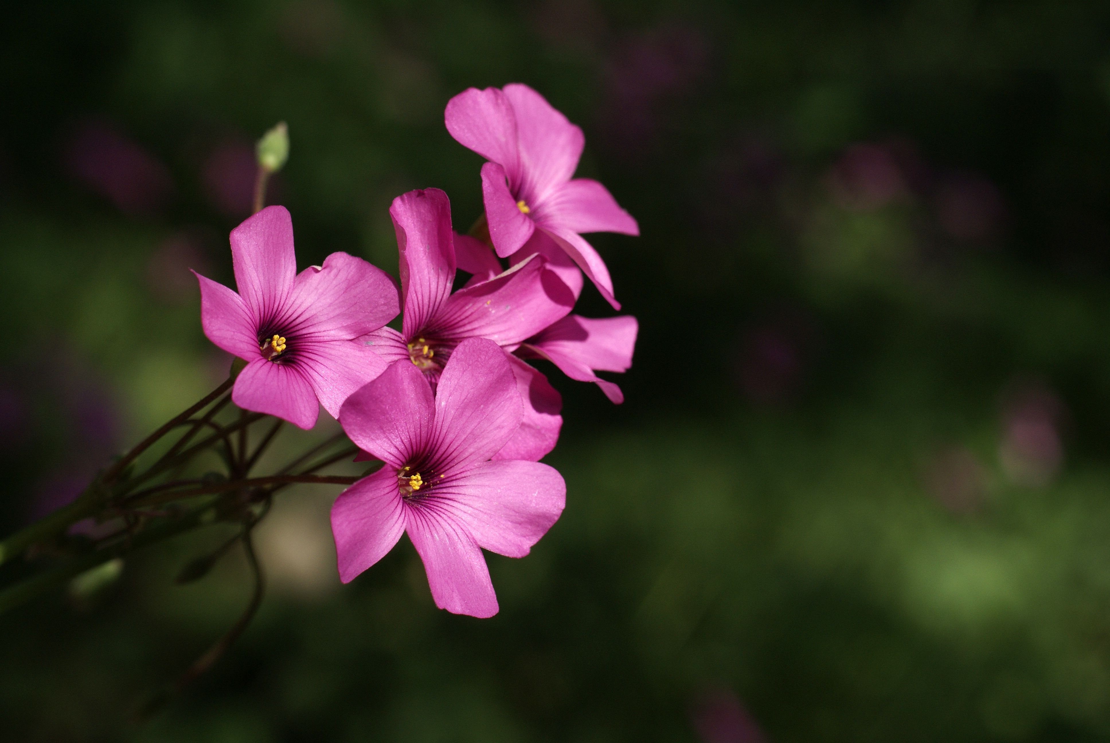 Foto de stock gratuita sobre al aire libre, amapolas, amarillo ...