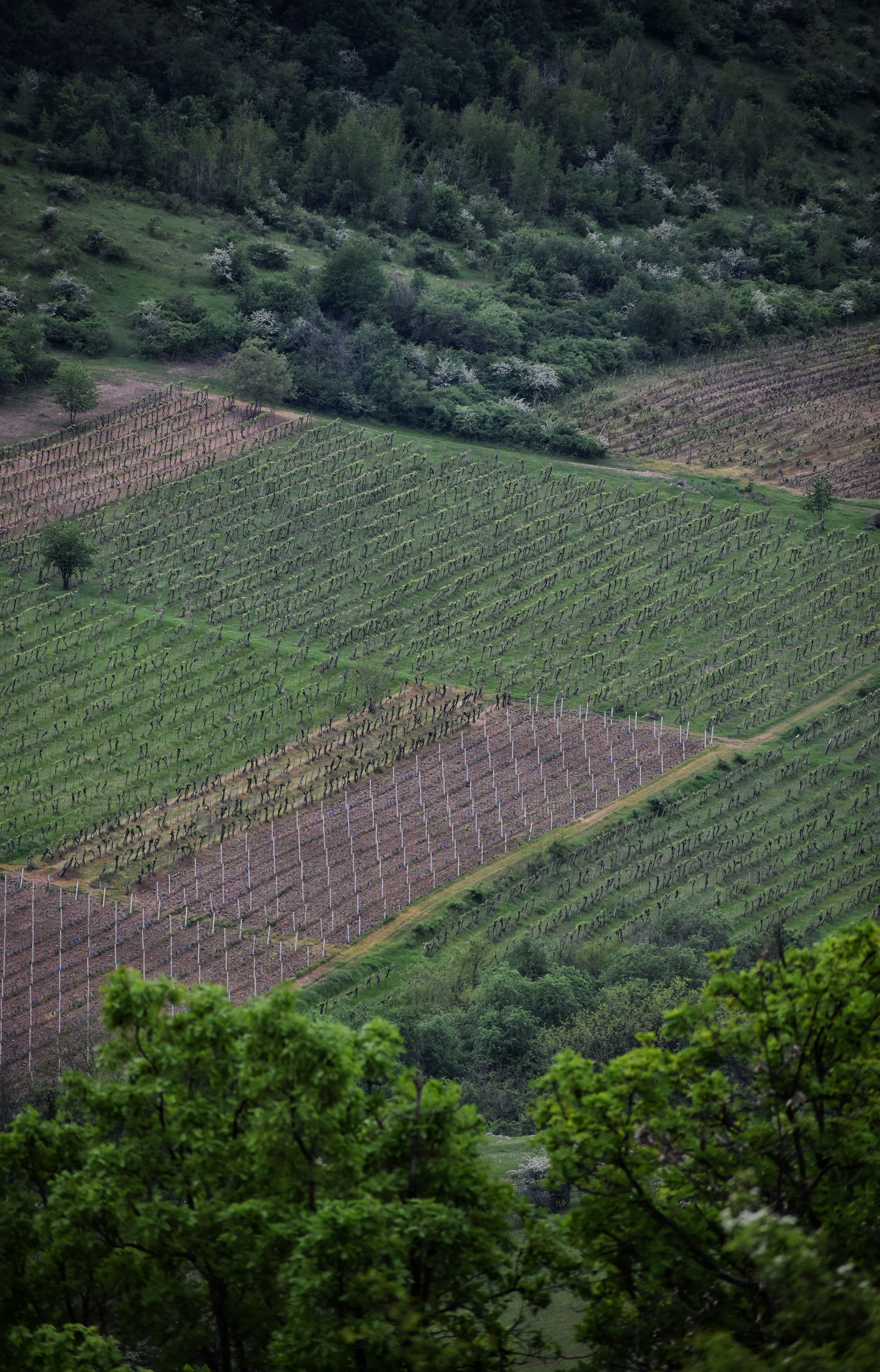 A View of a Cropland · Free Stock Photo