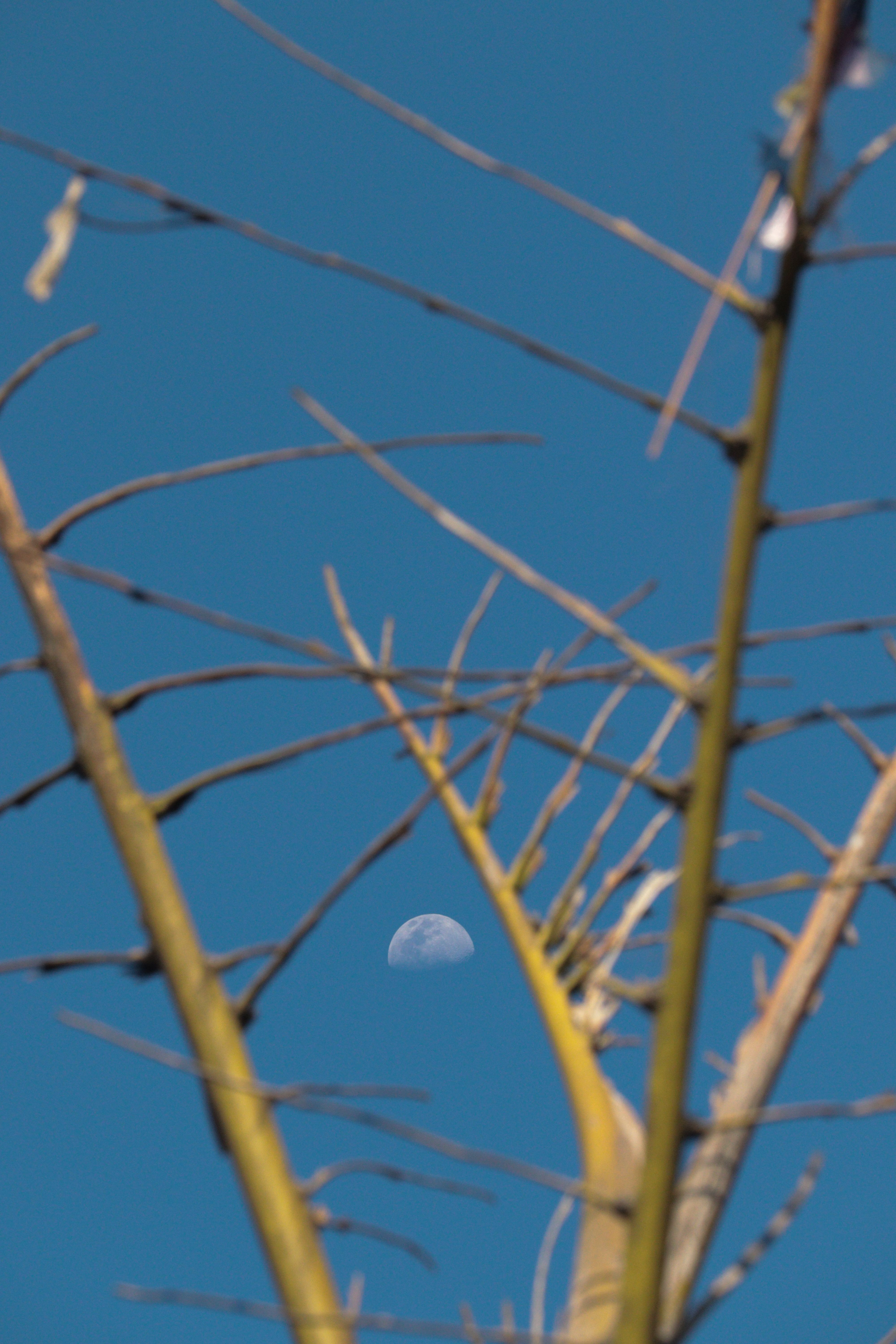Moon seen During the Day between Tree Branches · Free Stock Photo