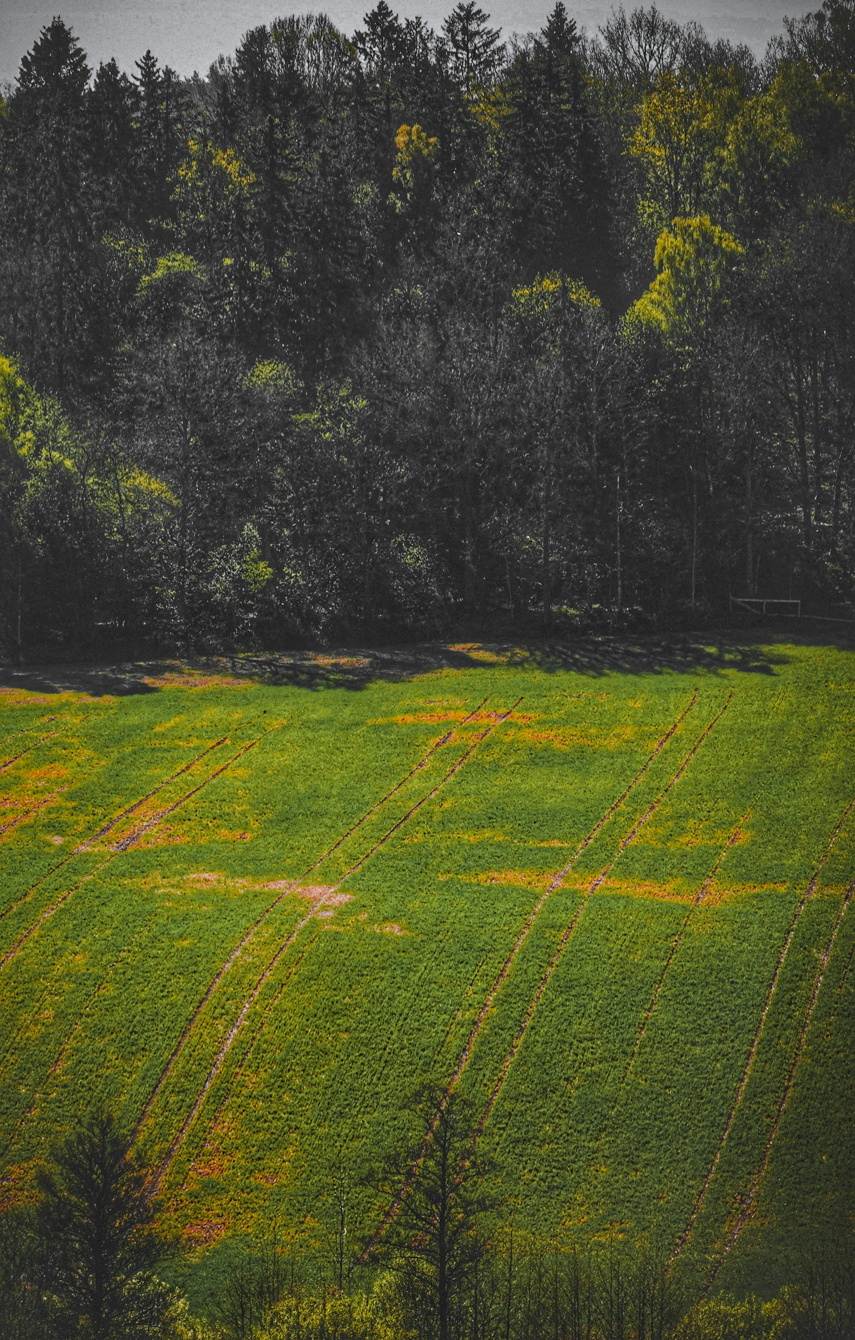 A Grass Field and Trees in Sunlight · Free Stock Photo