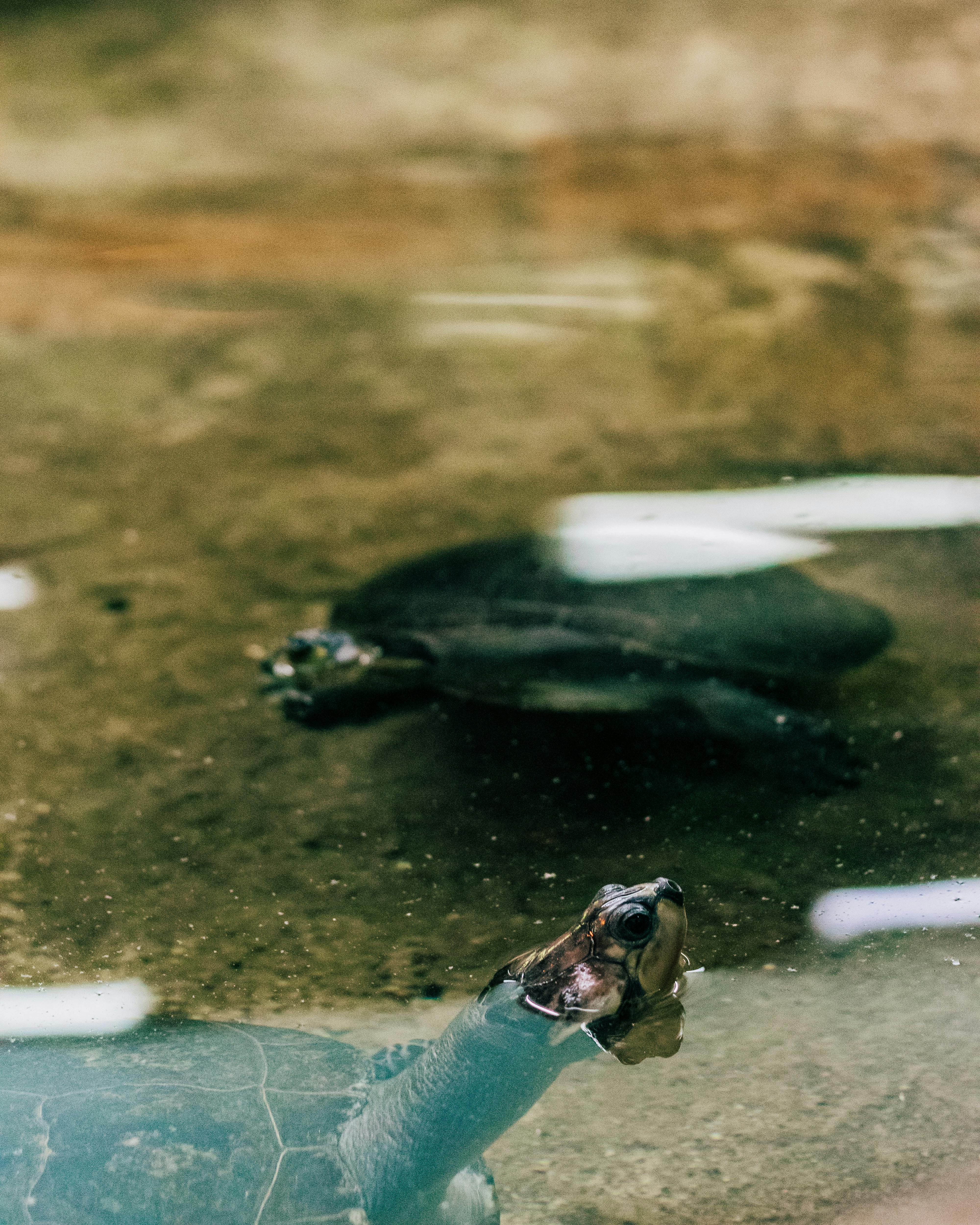 Turtle Peaking out from Underwater · Free Stock Photo