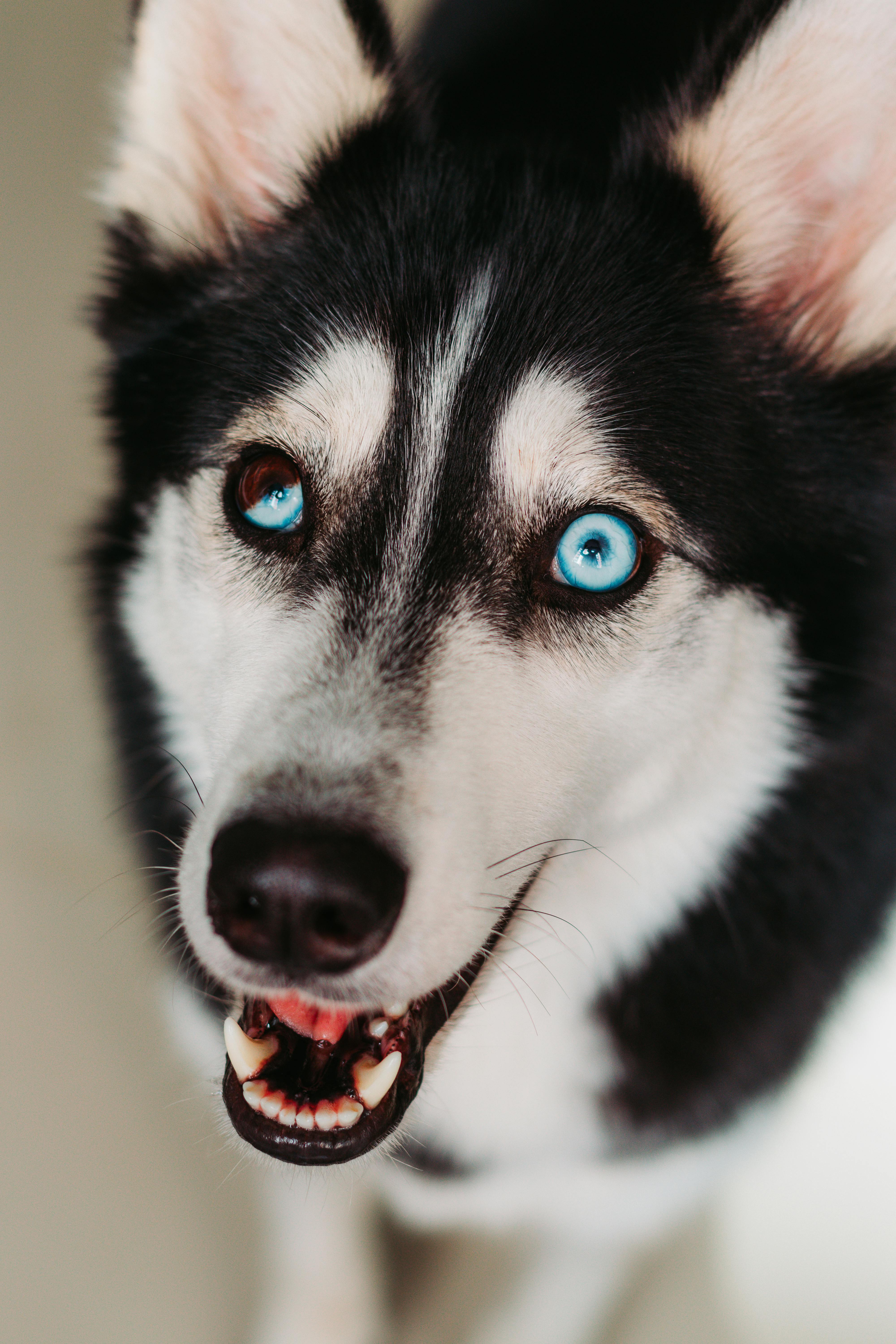 Fluffy Husky with Heterochromia · Free Stock Photo