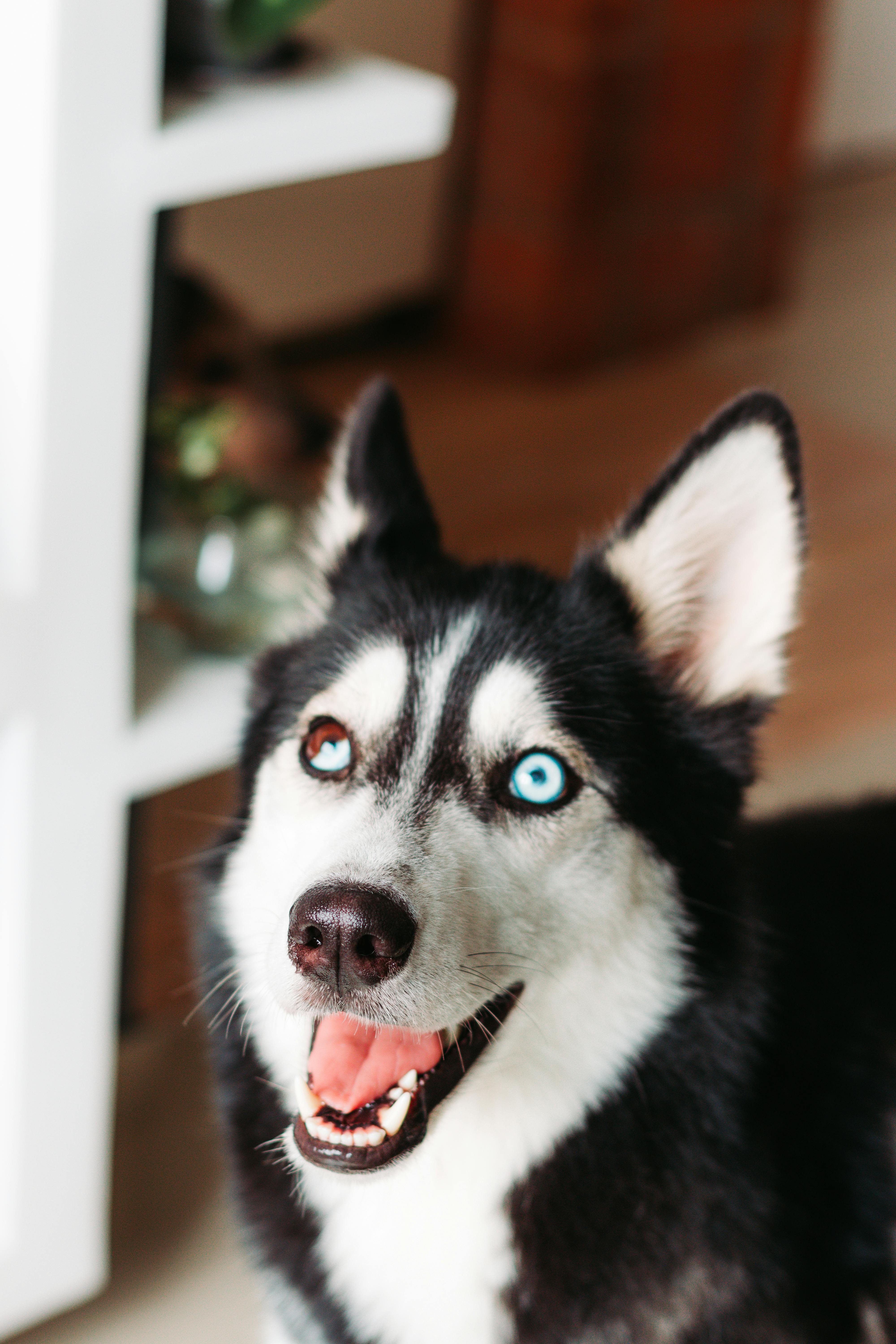 Side Portrait of a Husky Dog · Free Stock Photo