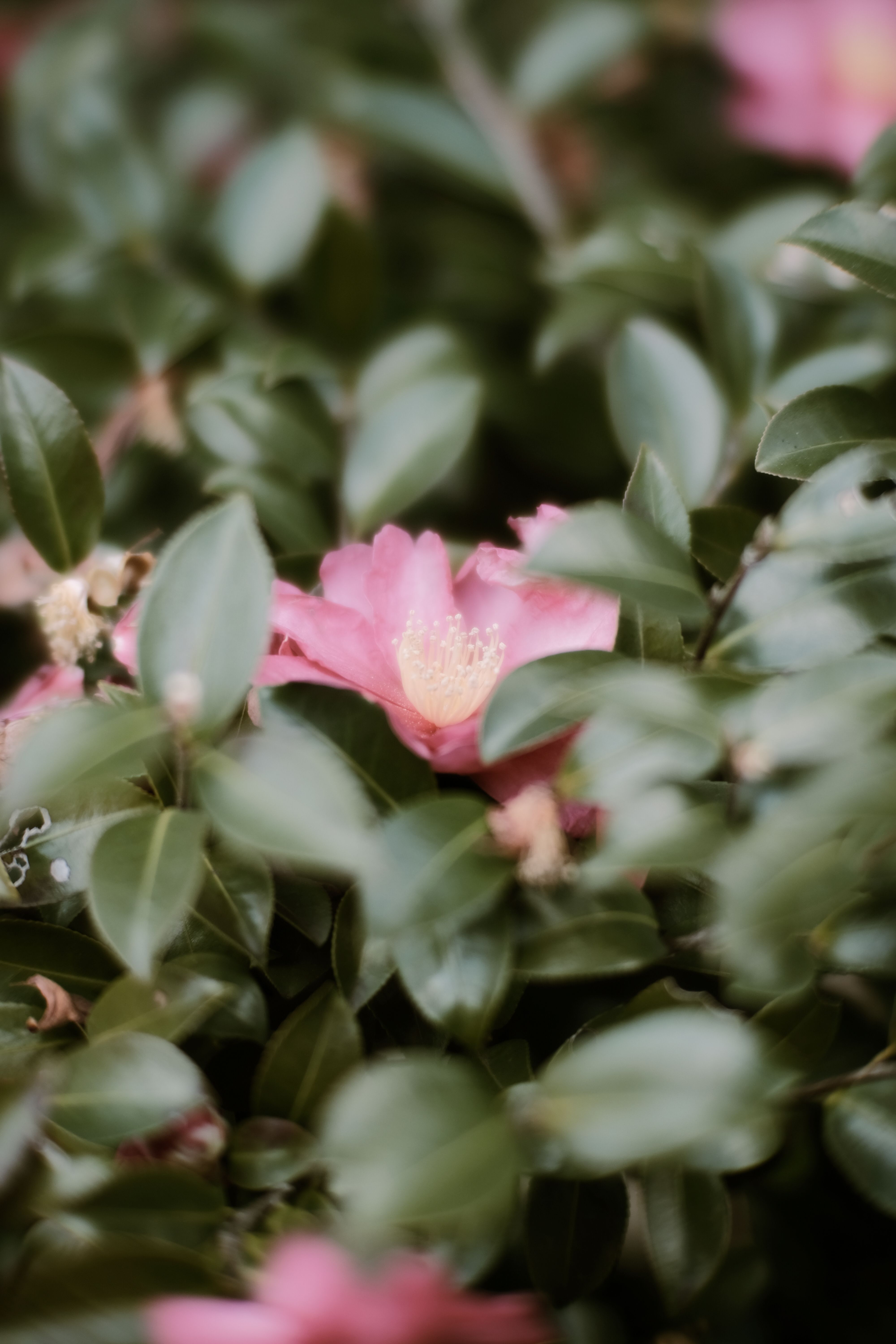 Close-up Photo of a Pink Flower · Free Stock Photo