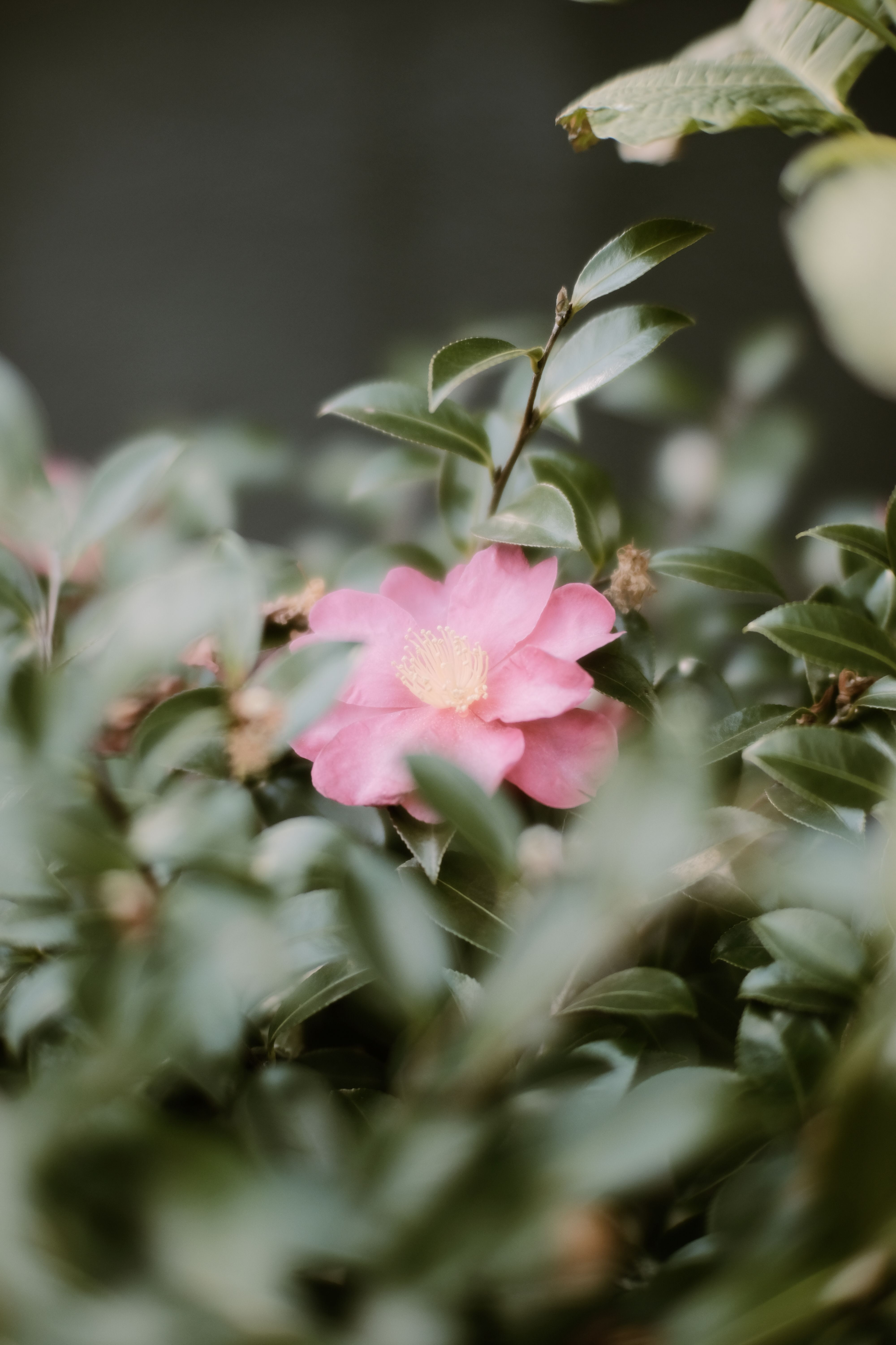 Close-up of a Pink Sasanqua Camellia Flower on the Shrub · Free Stock Photo