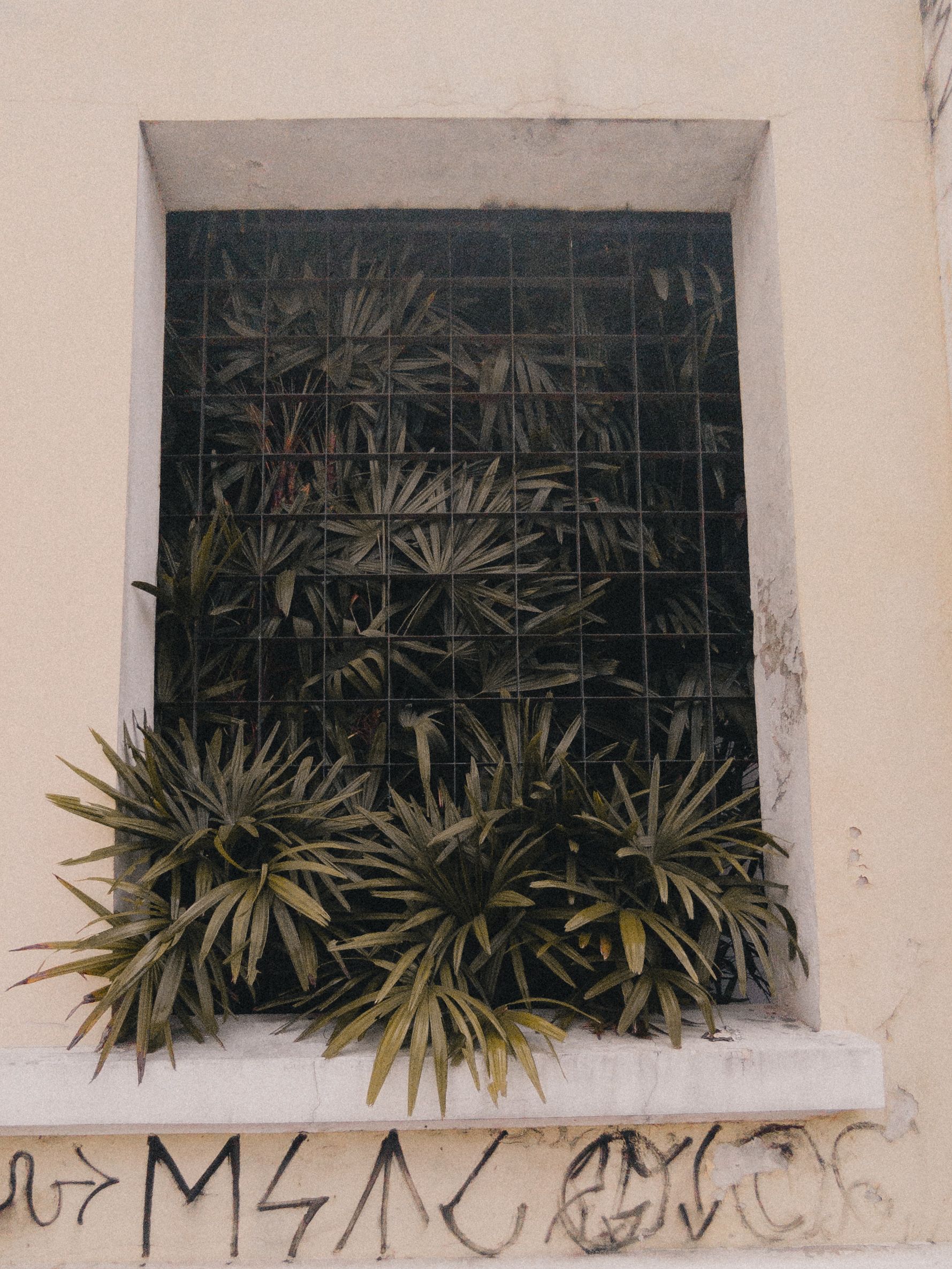 A Bush Growing behind a Wall with a Window · Free Stock Photo