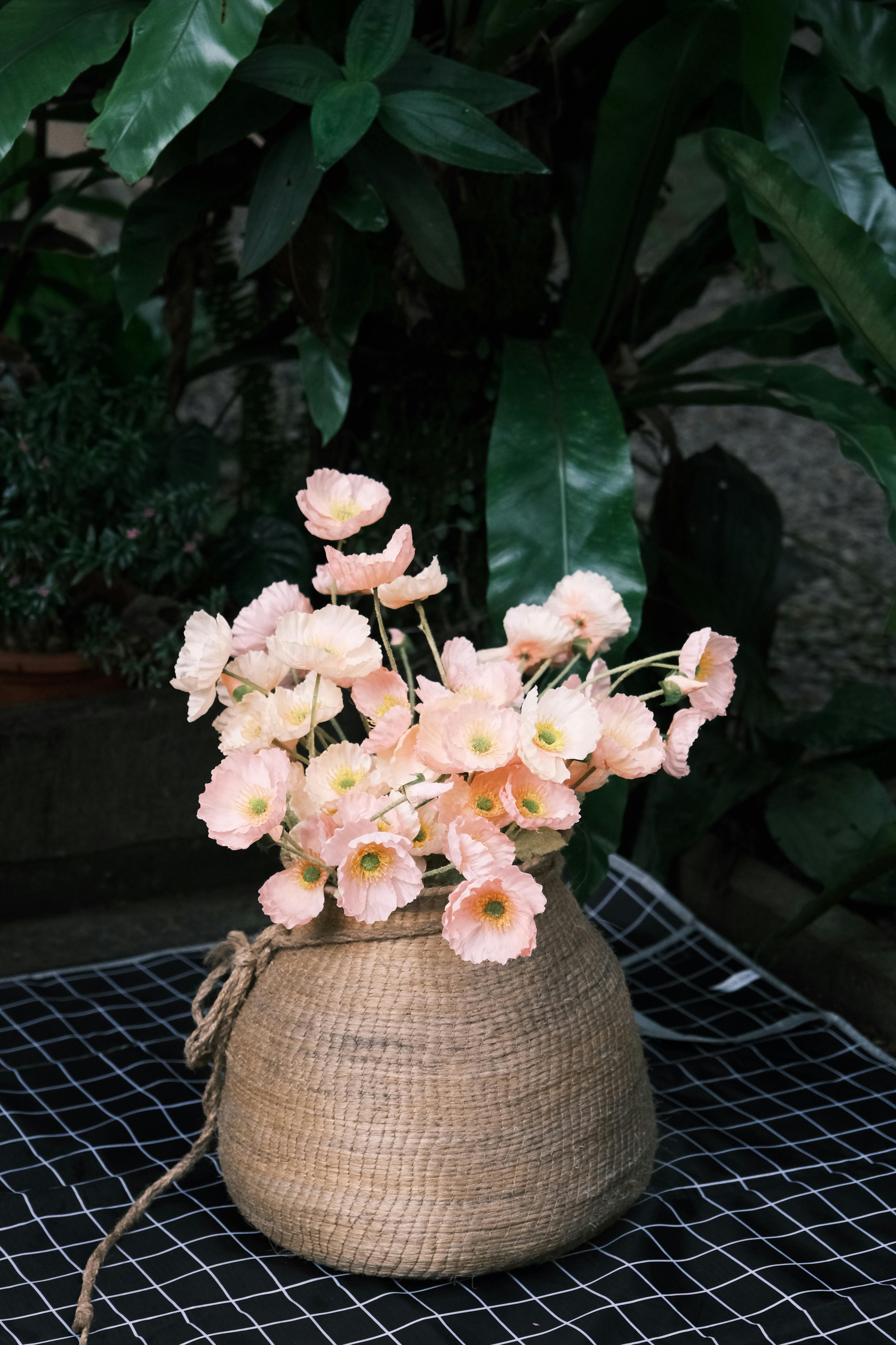 Pink Buttercups Growing in Pot · Free Stock Photo